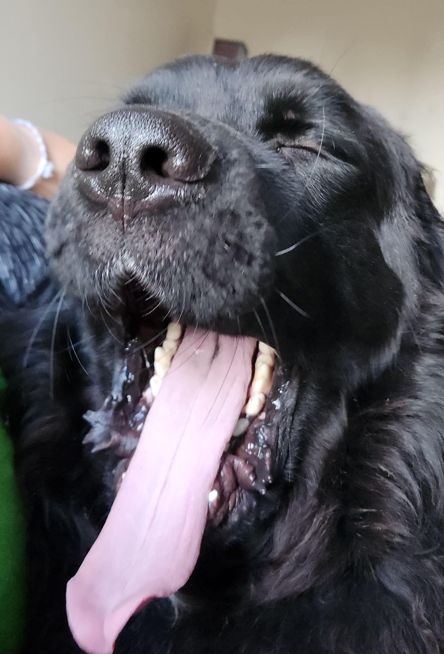 Big Yawn | Scrolller