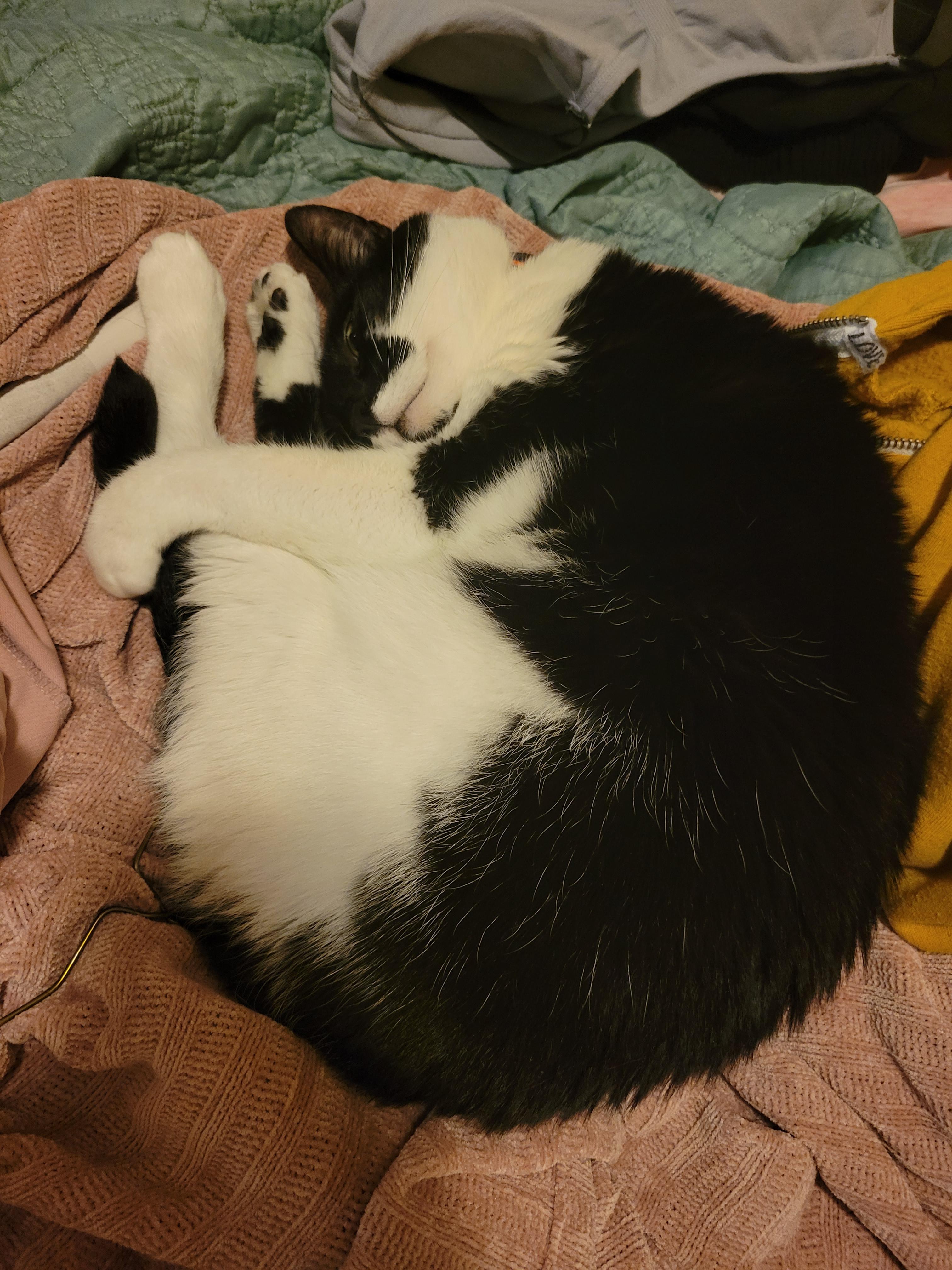 Black beans and shrimp 🍤 | Scrolller