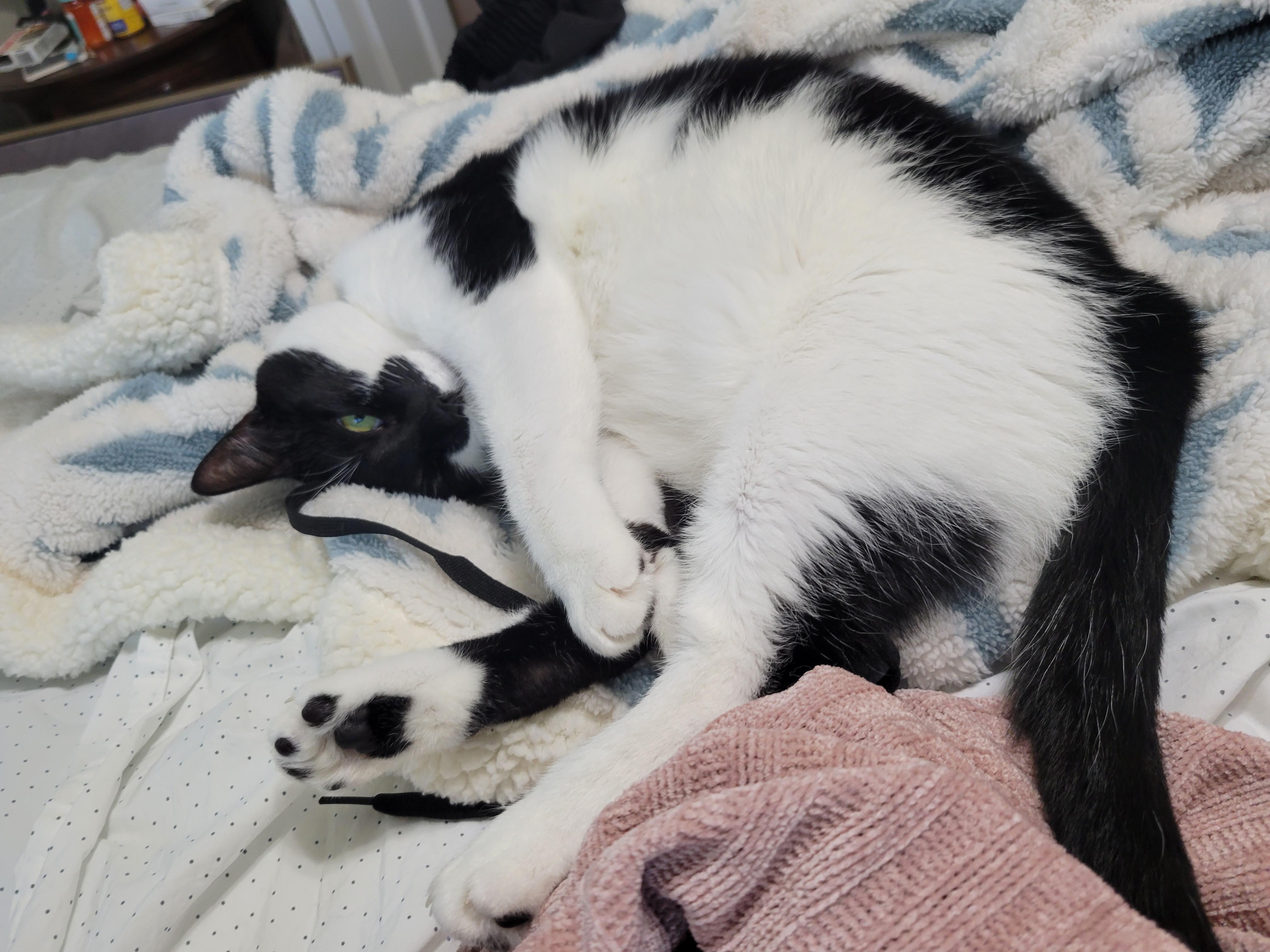 Black beans. | Scrolller