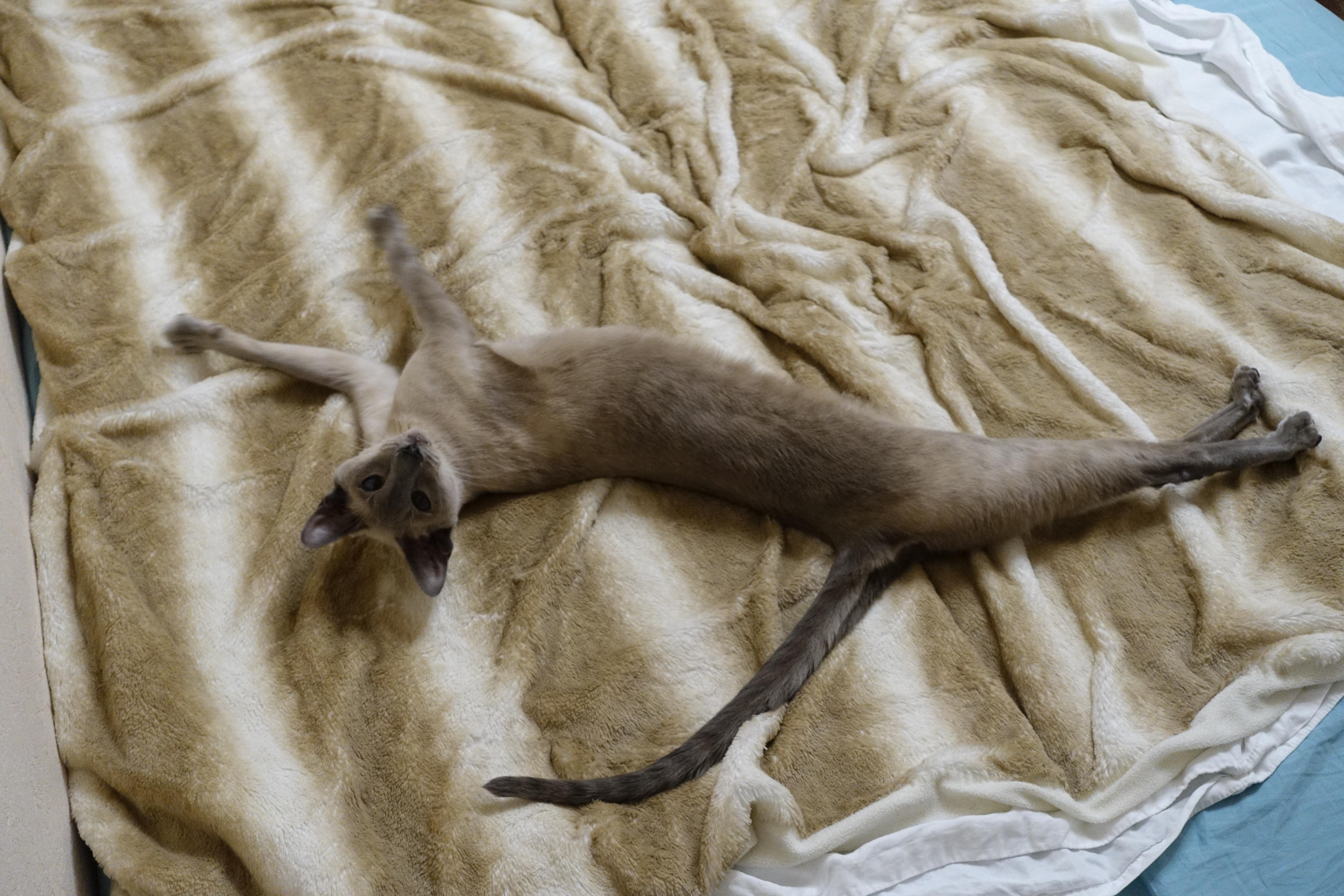 Blending in | Scrolller