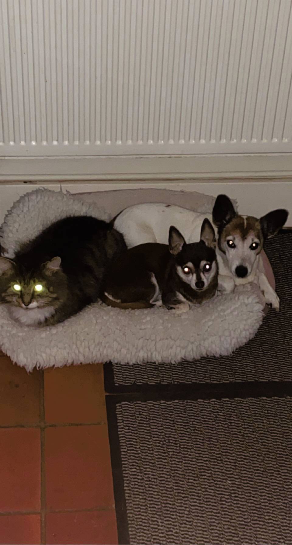 Blending in | Scrolller