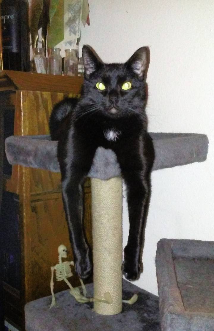 Blix, my goblin boi... | Scrolller