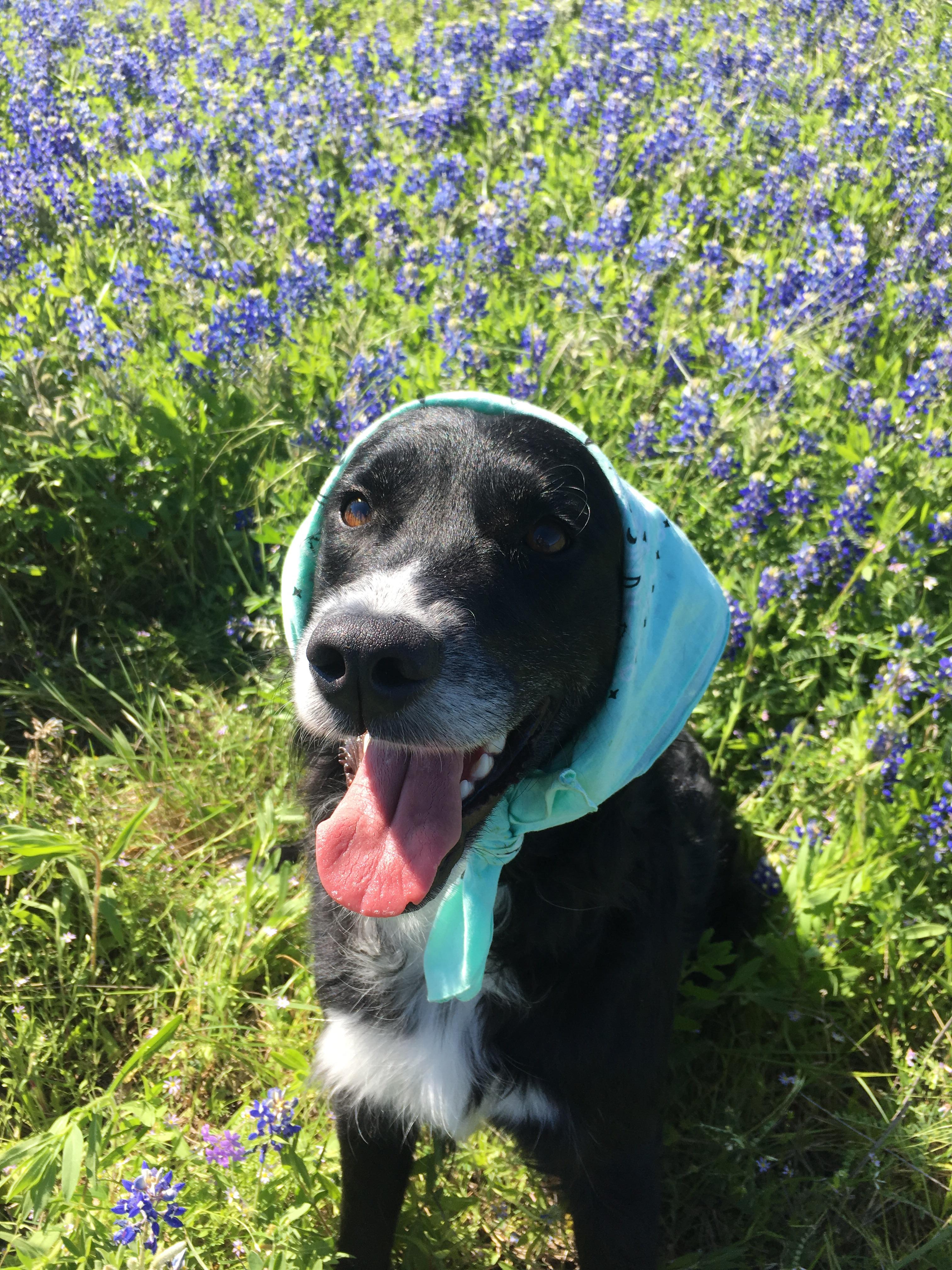 Blue bonnet babushka | Scrolller