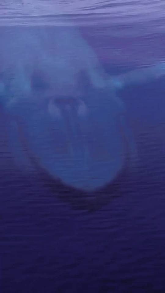 Blue whale coming up for air | Scrolller