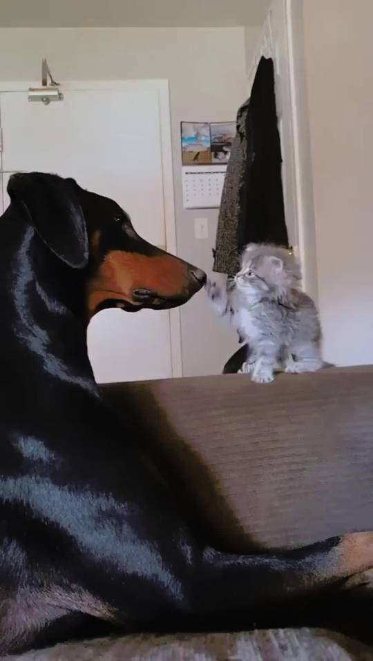 boop boop | Scrolller