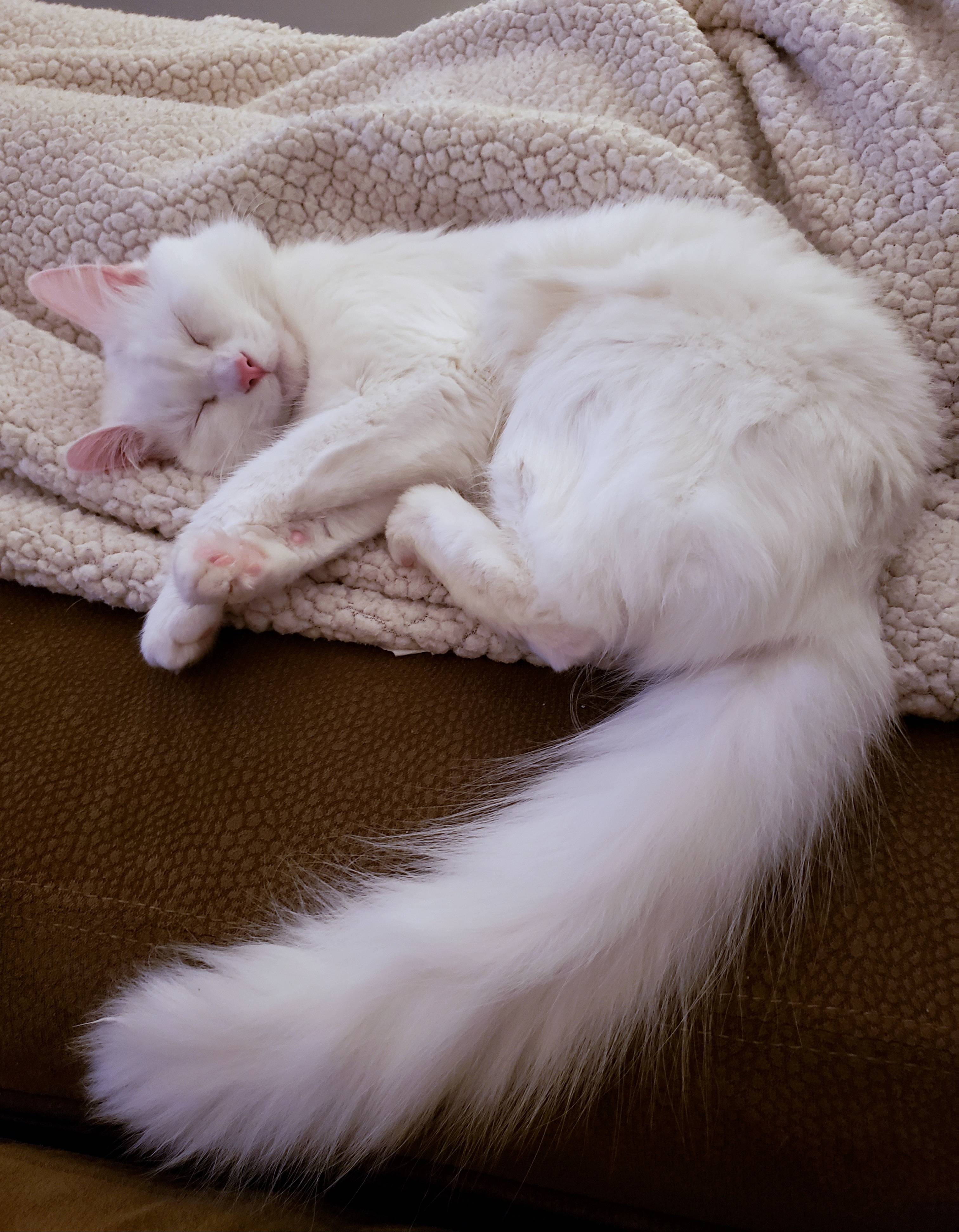 Bottle brush is sleeping | Scrolller