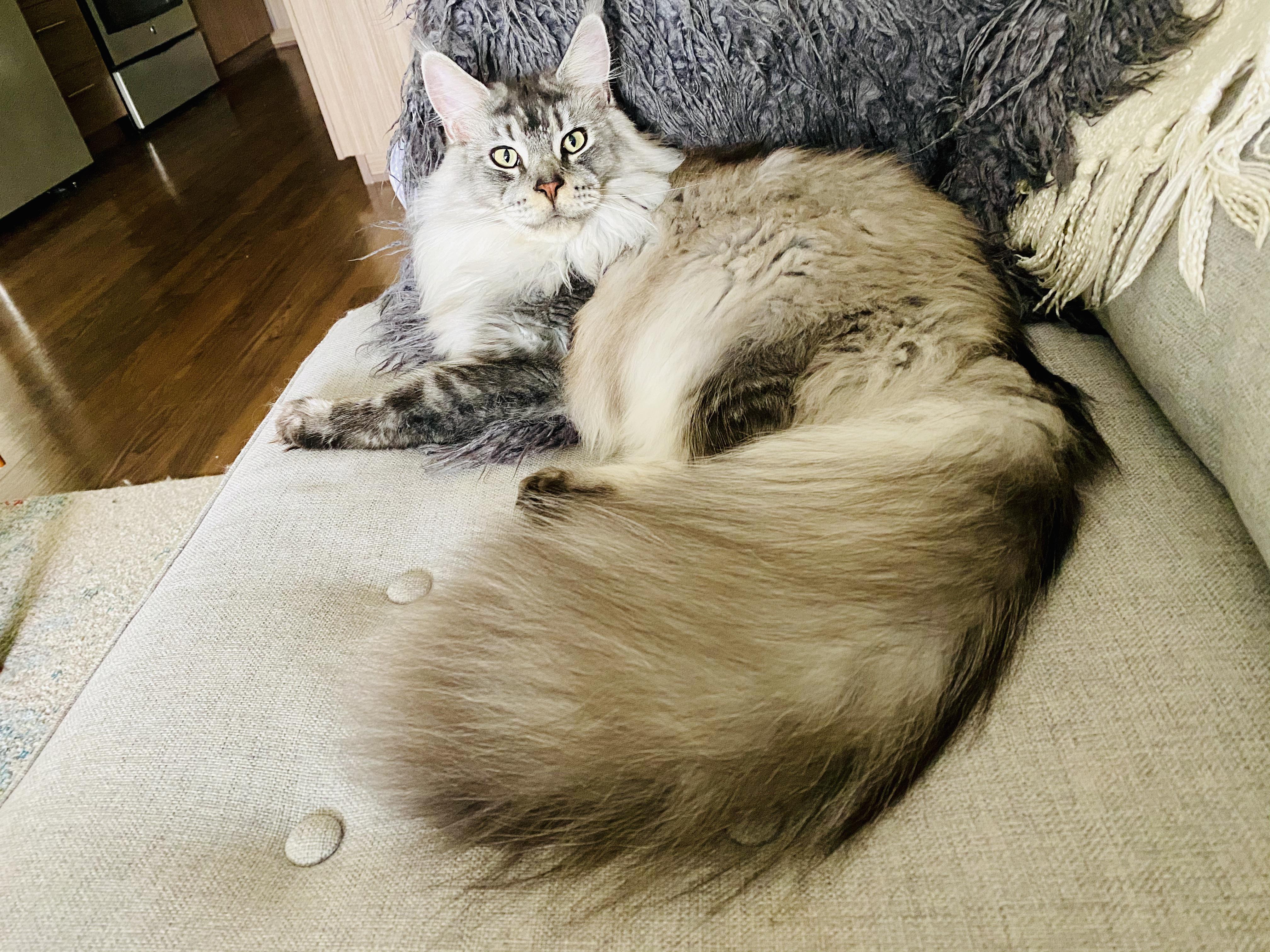 Bottlebrush Deluxe | Scrolller