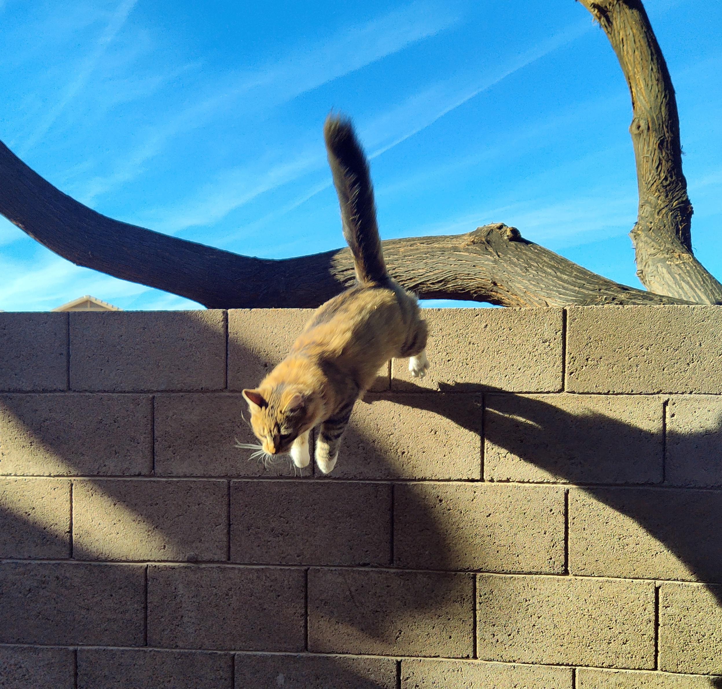 Bottlebrush tail in action! | Scrolller