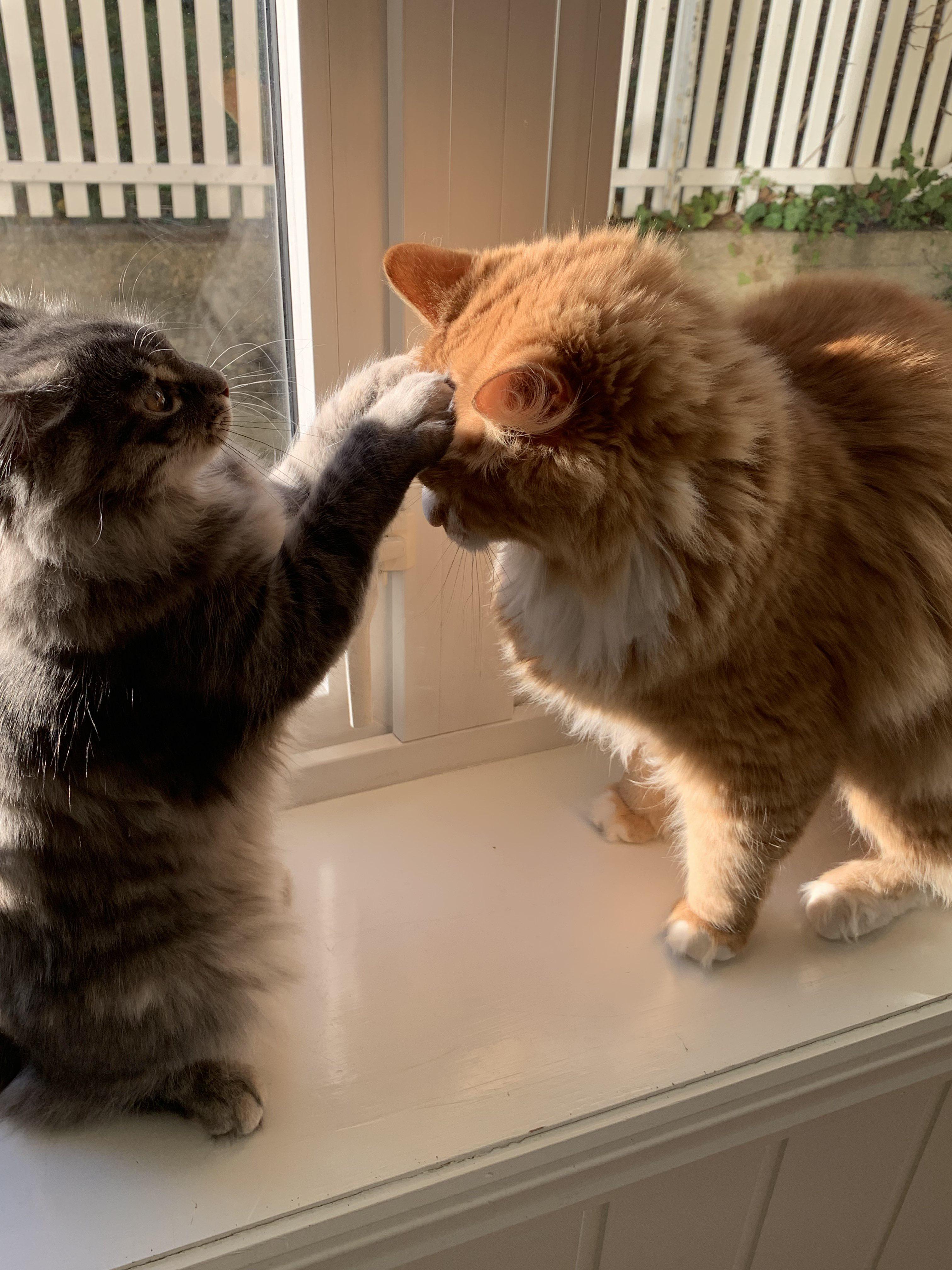 Braincell transfer in progress . . . | Scrolller