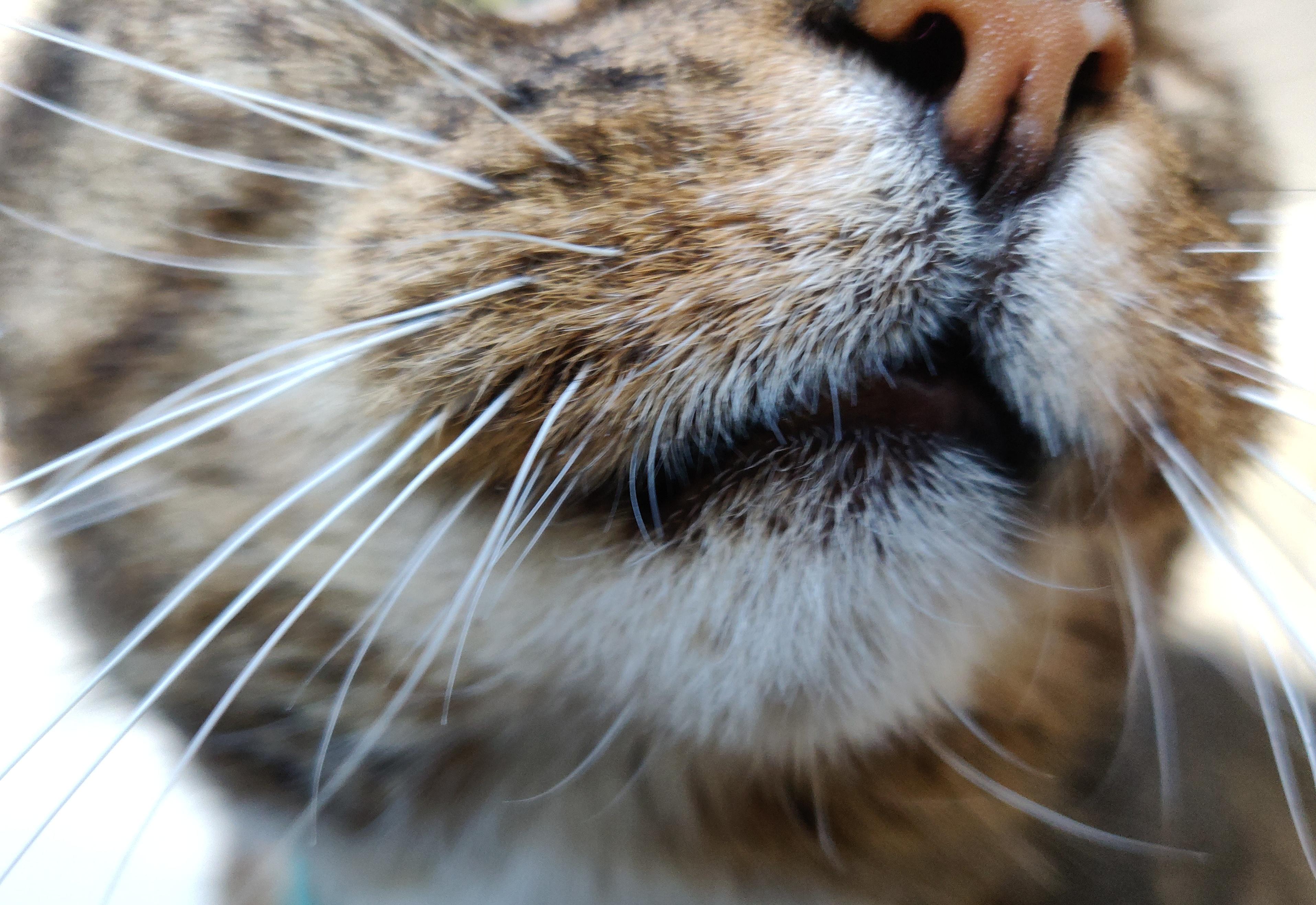 Bramble's peanuts. She was demanding attention. (she got it) | Scrolller