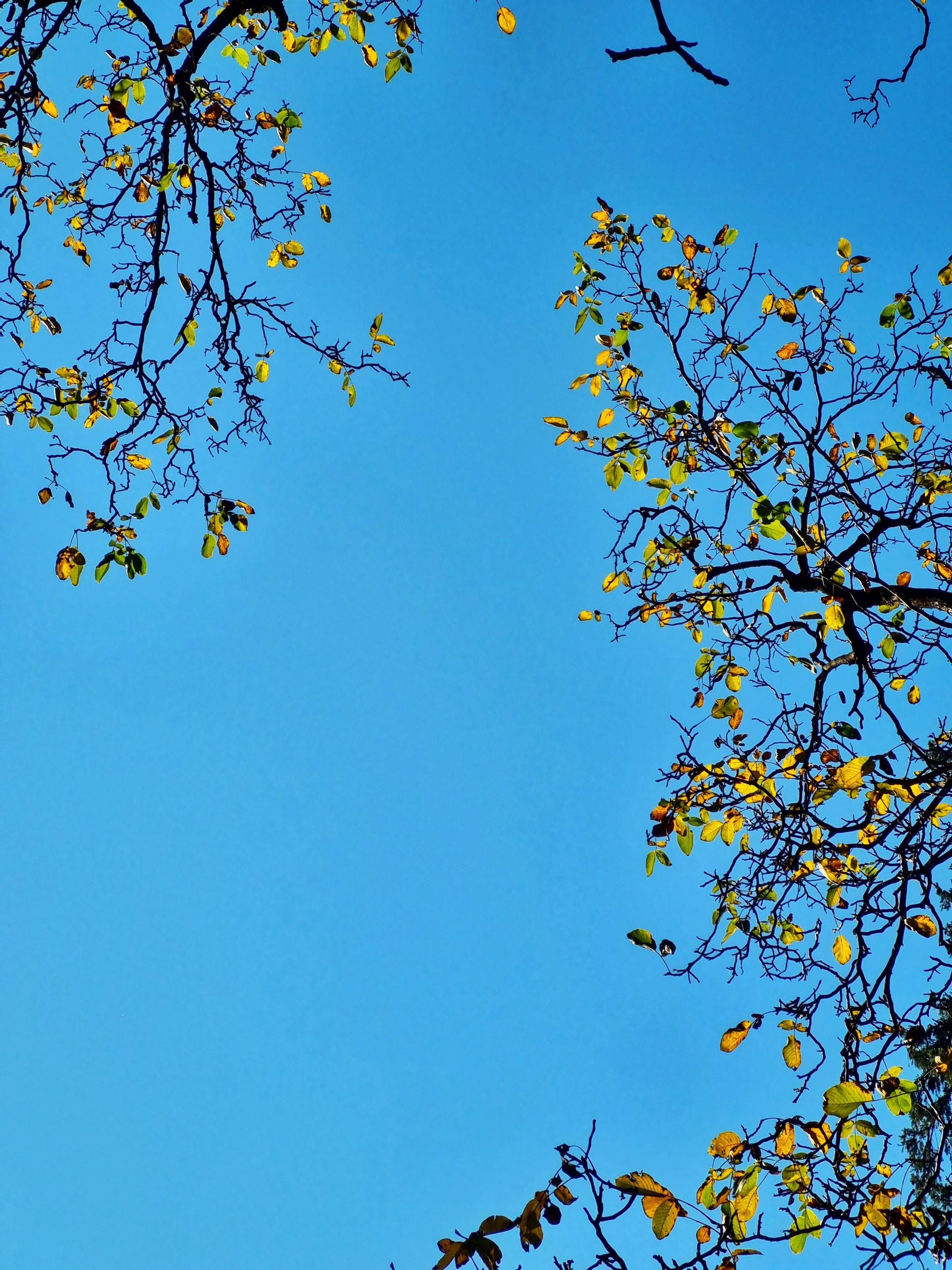Branches and sky | Scrolller