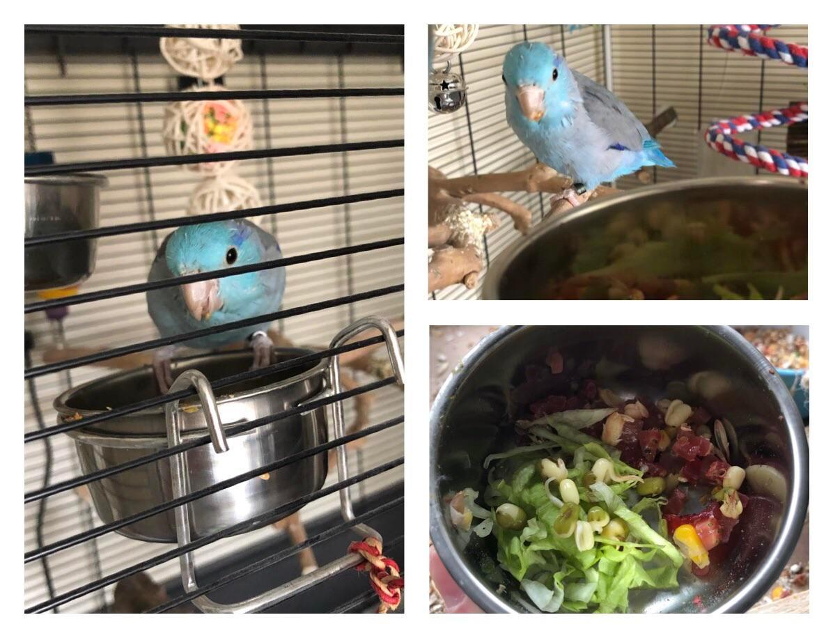 Breakfast Time with Boba! ♥︎ | Scrolller