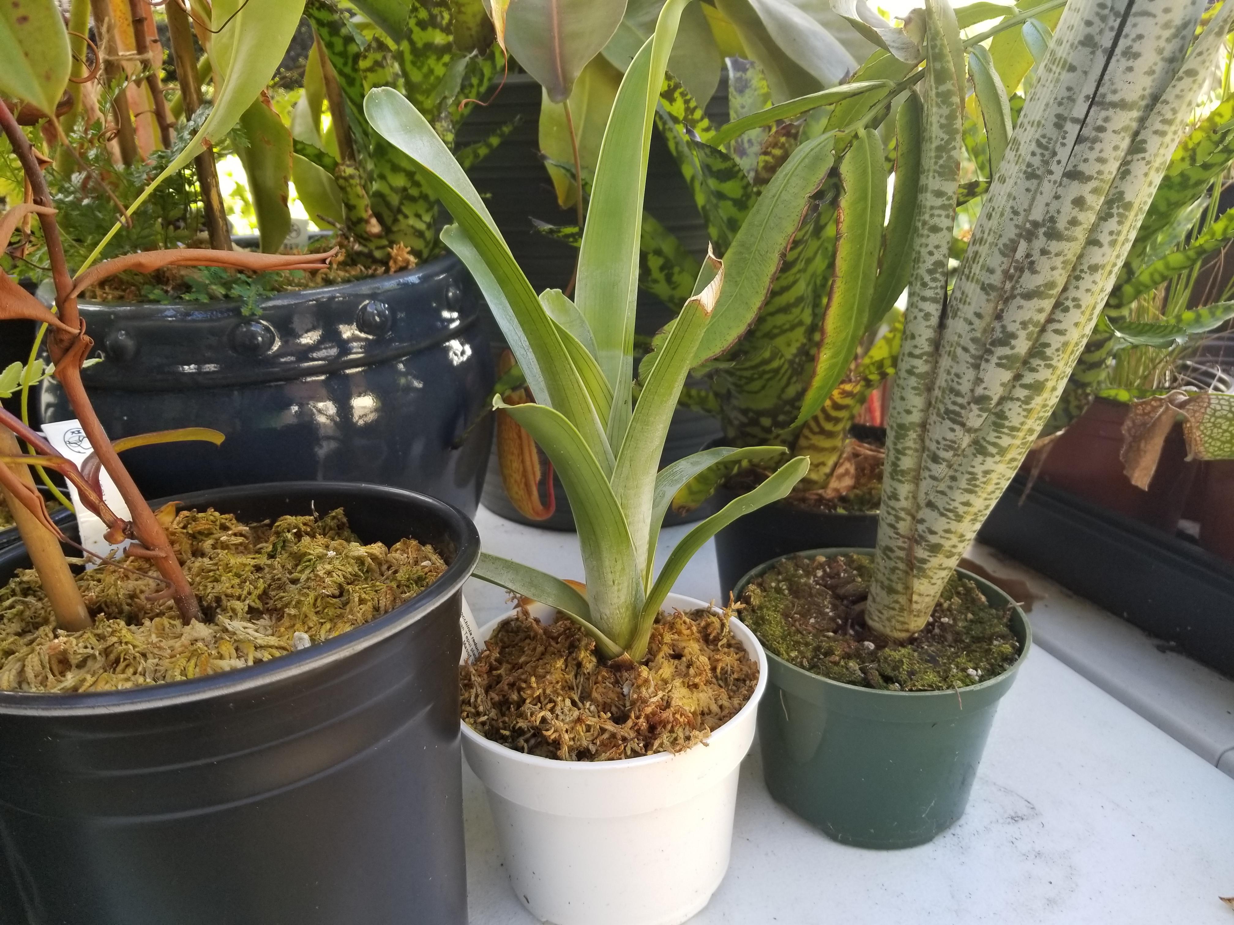 Brocchinia reducta - A Carnivorous Bromeliad! | Scrolller