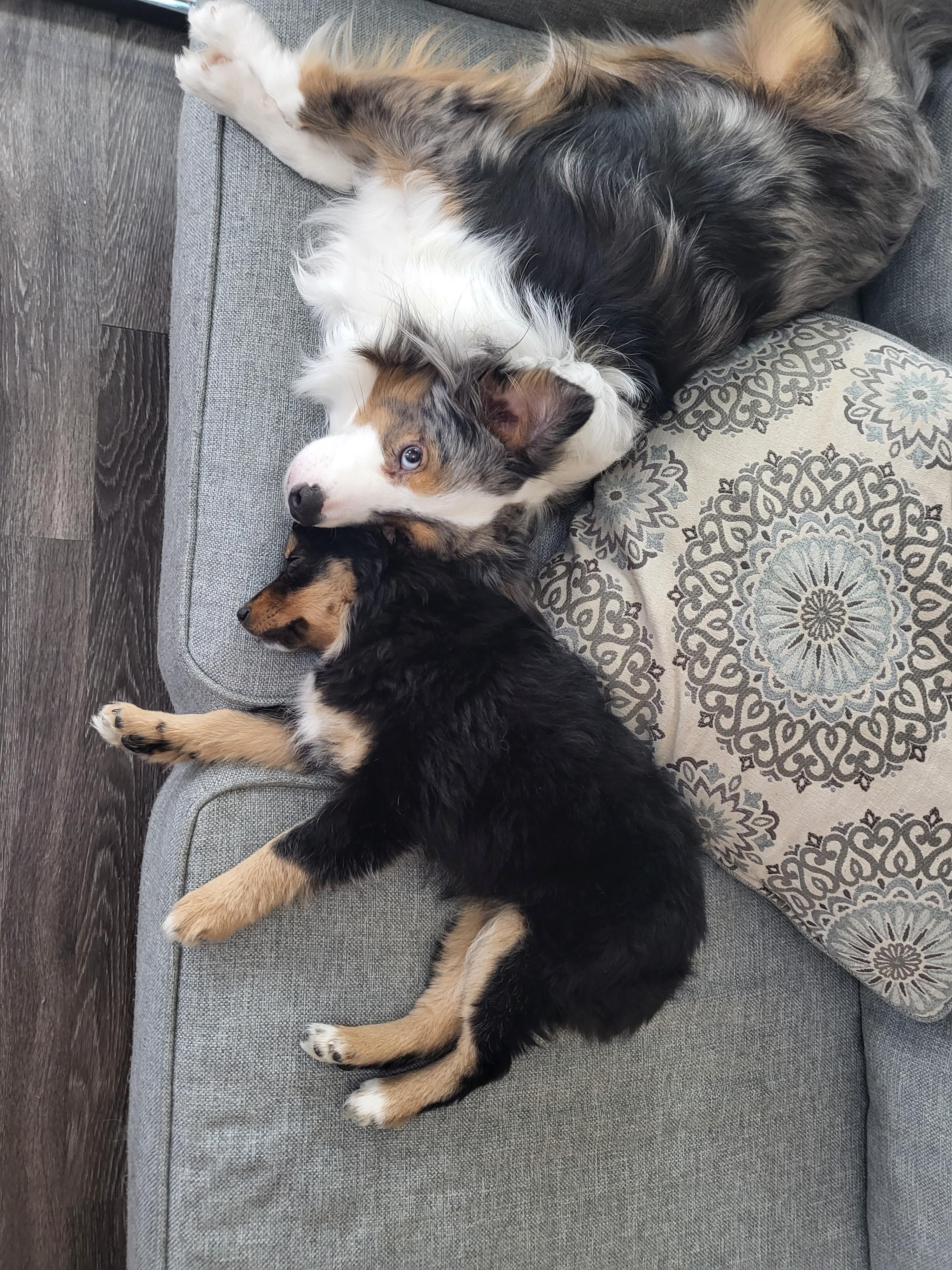 Brother and sister snoozing. | Scrolller