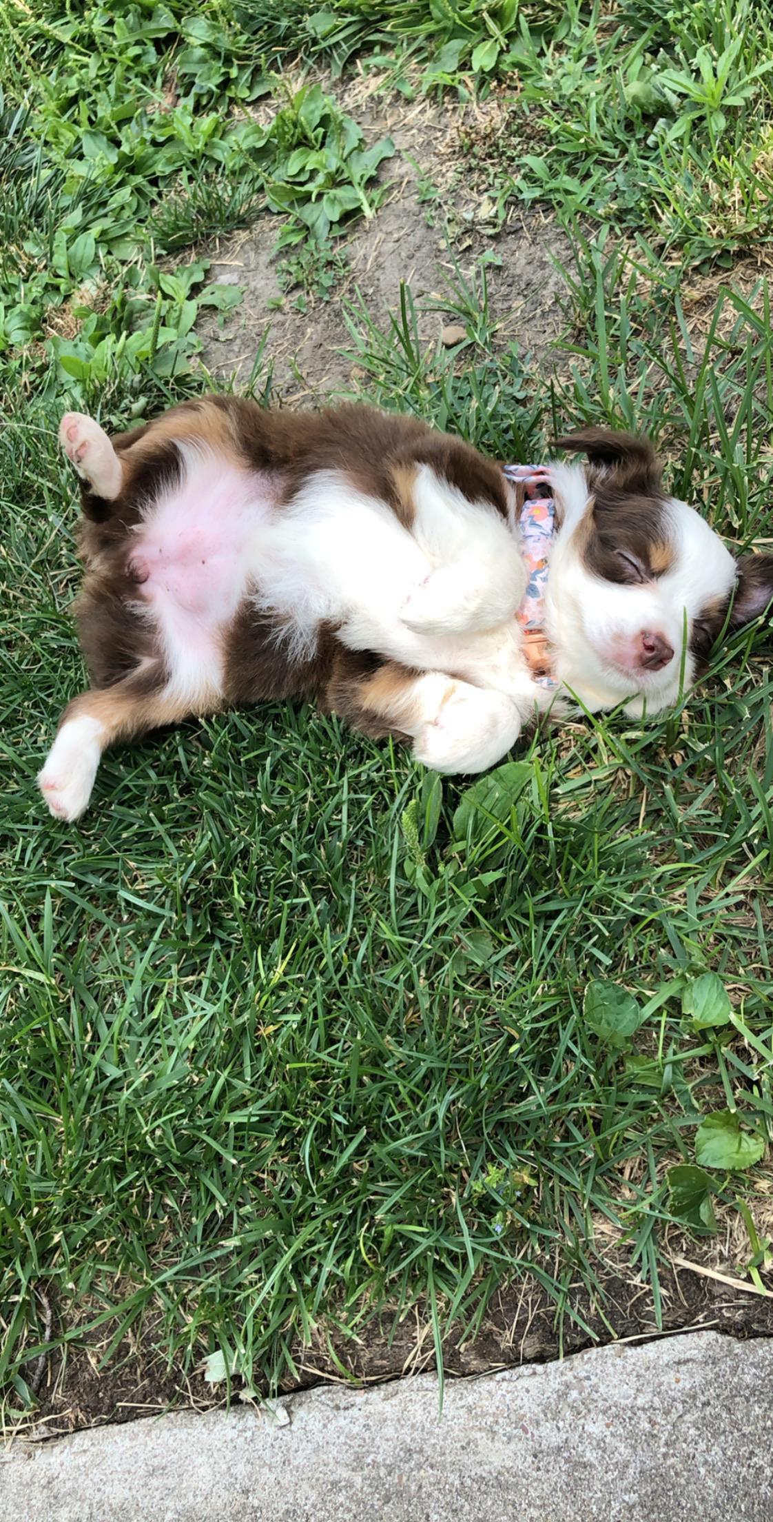 Brought home our brand new mini wiggle butt yesterday! | Scrolller