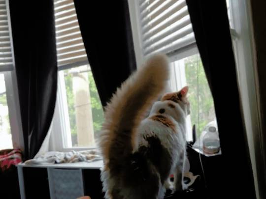 Brush Blowing in the Wind | Scrolller