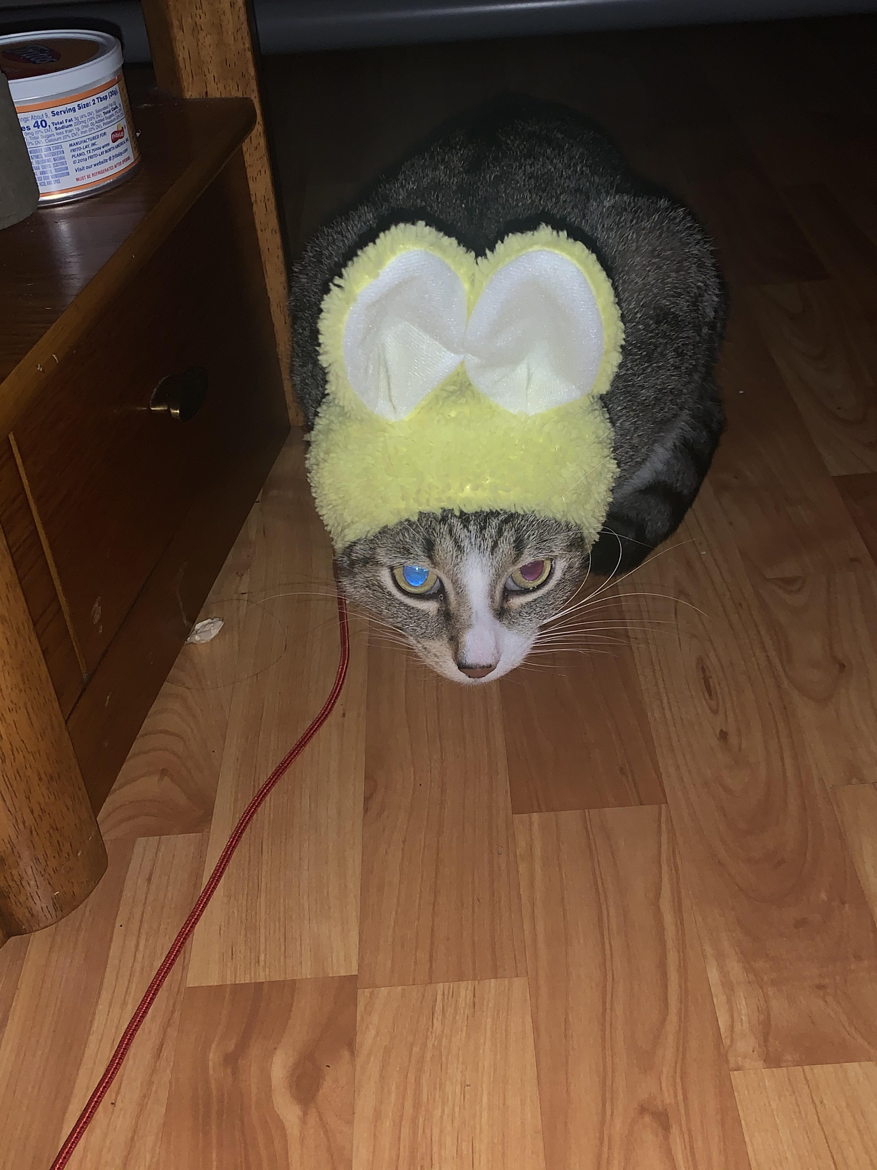 Bunny Cat Scrolller