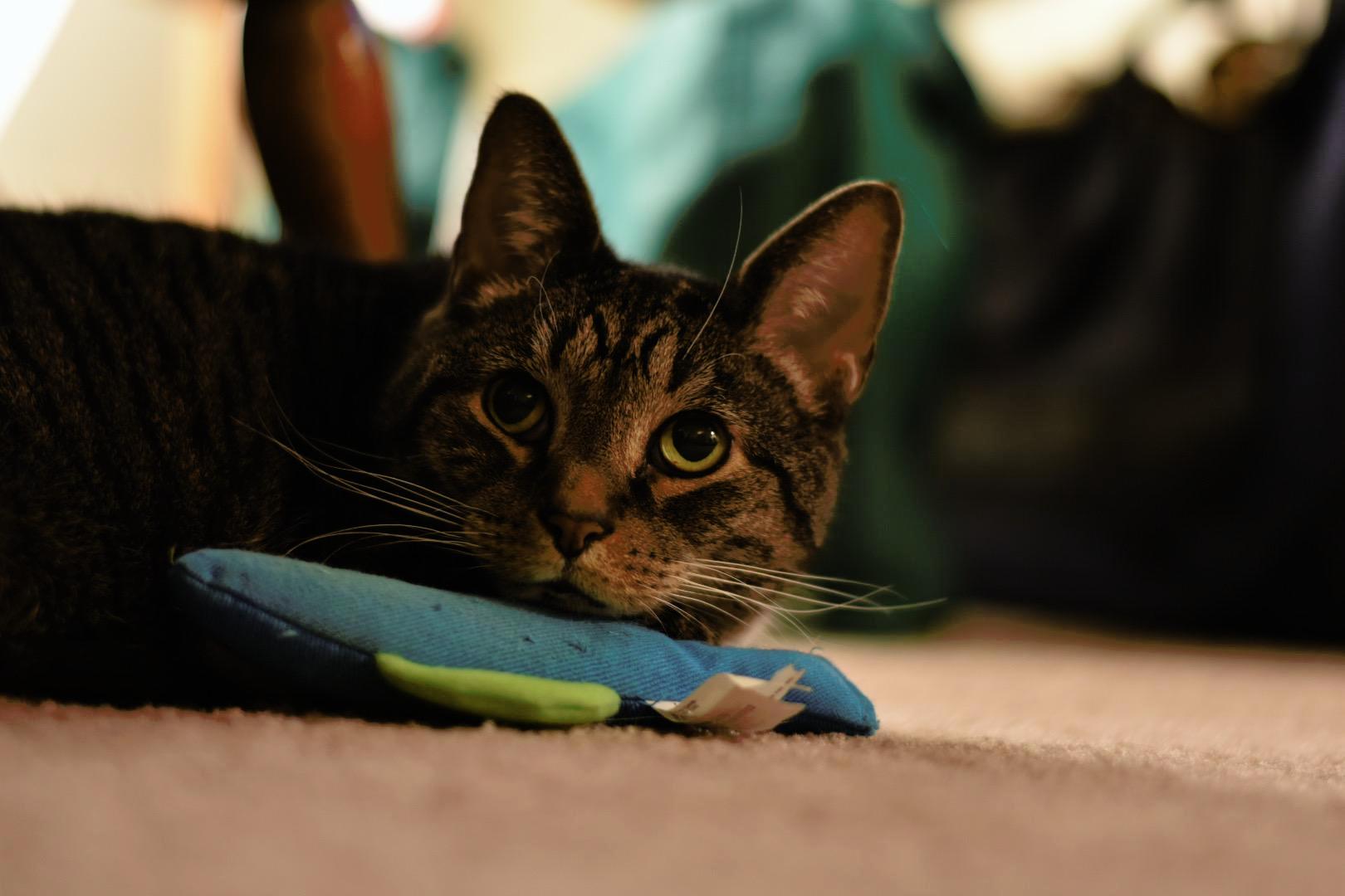 Burnsey loves her catnip fish | Scrolller