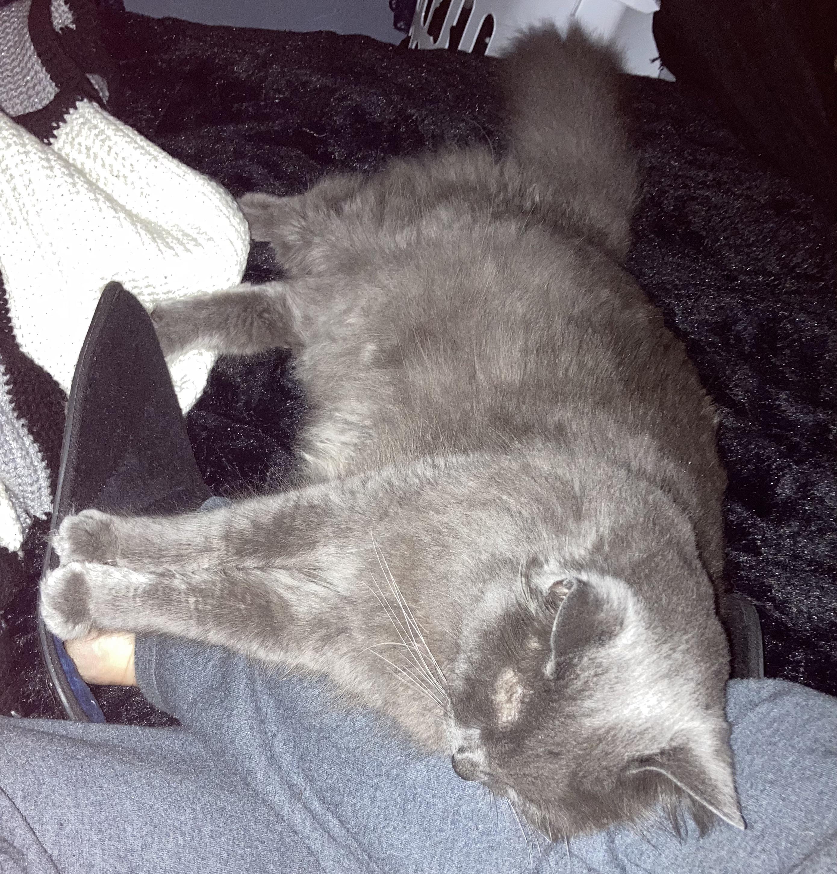 ButtButt’s straightened feetsies across my foots. | Scrolller