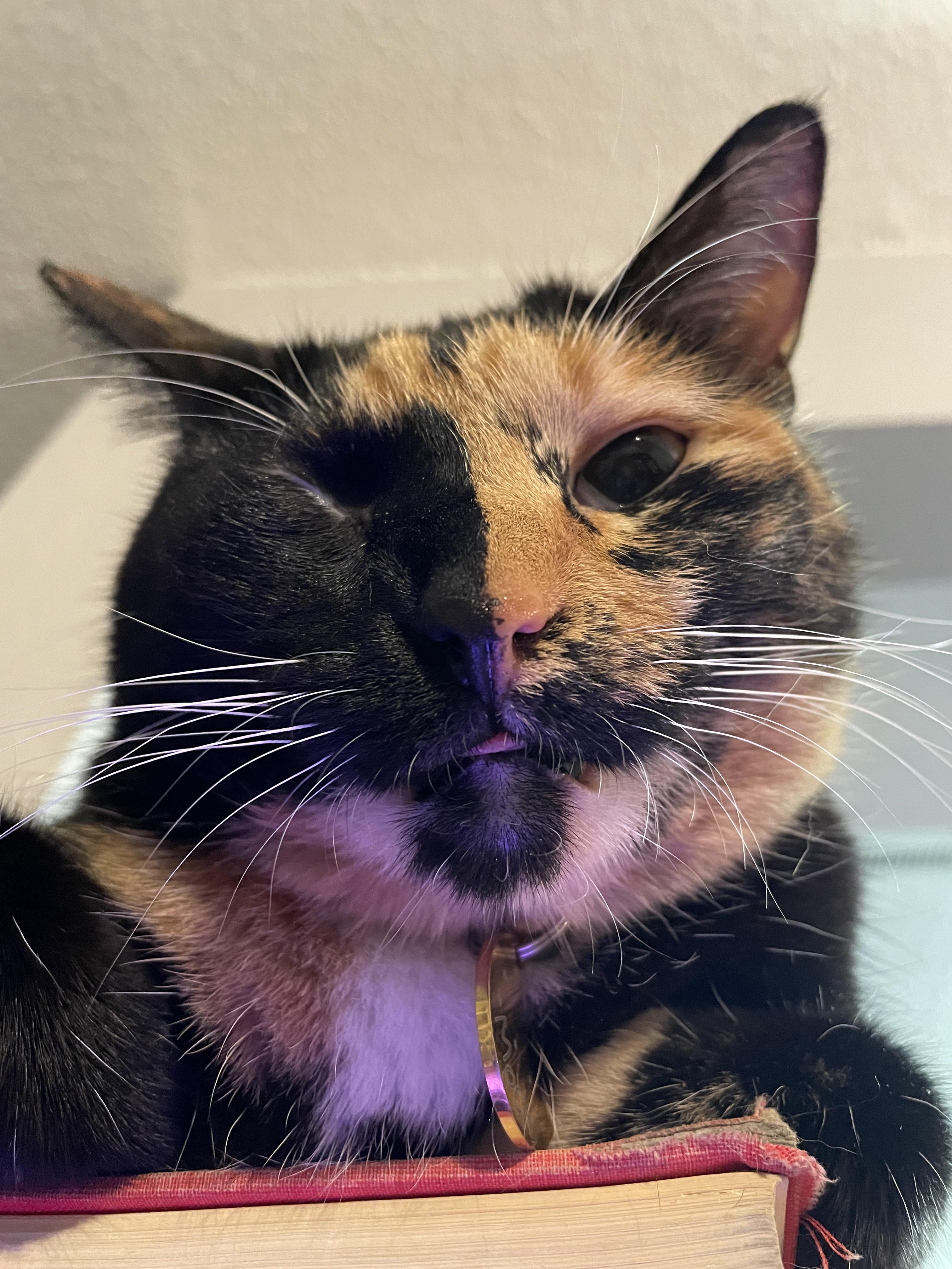 Captain Mochi with a smol blep | Scrolller