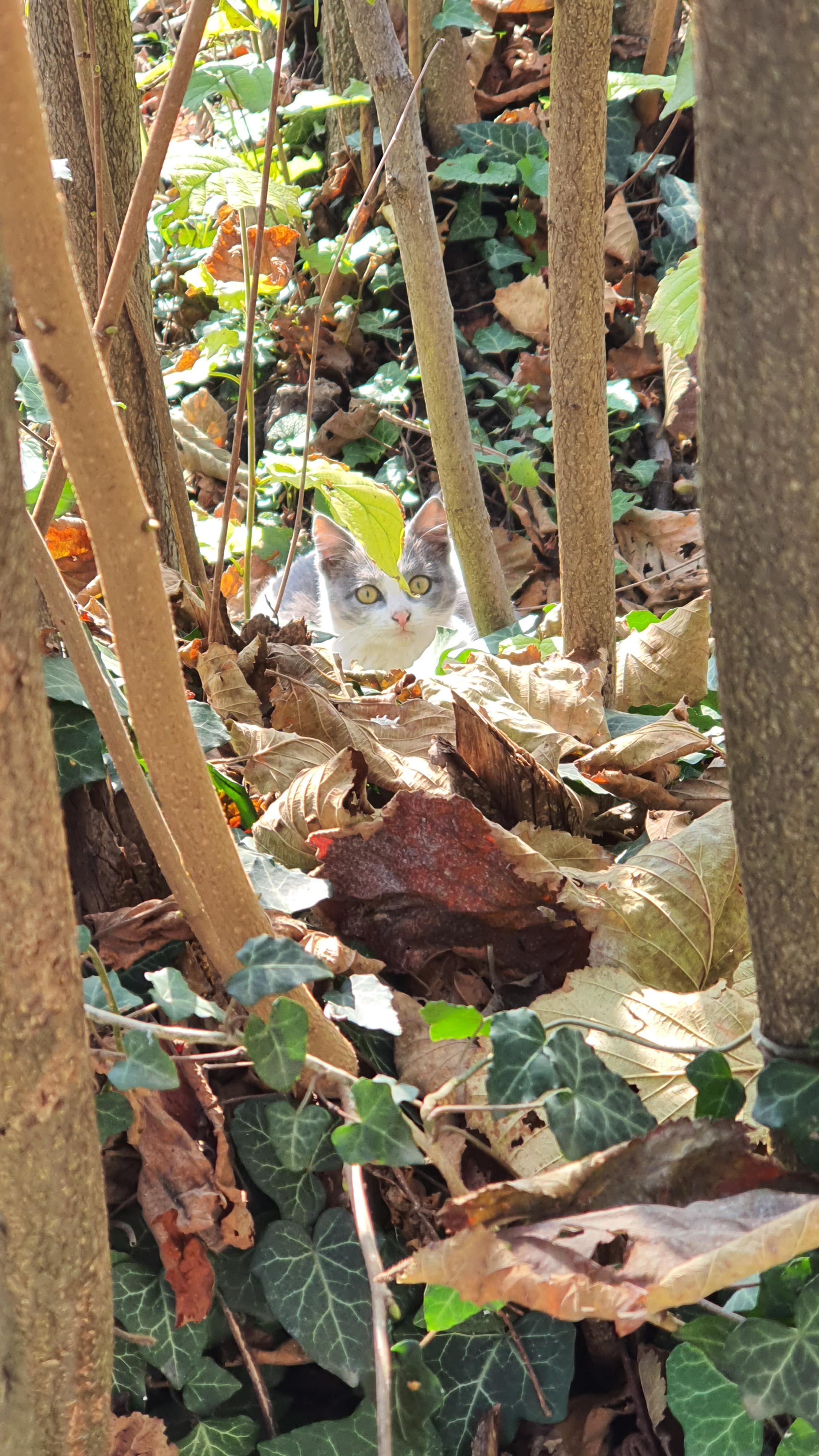 Carefelly watching its pray | Scrolller