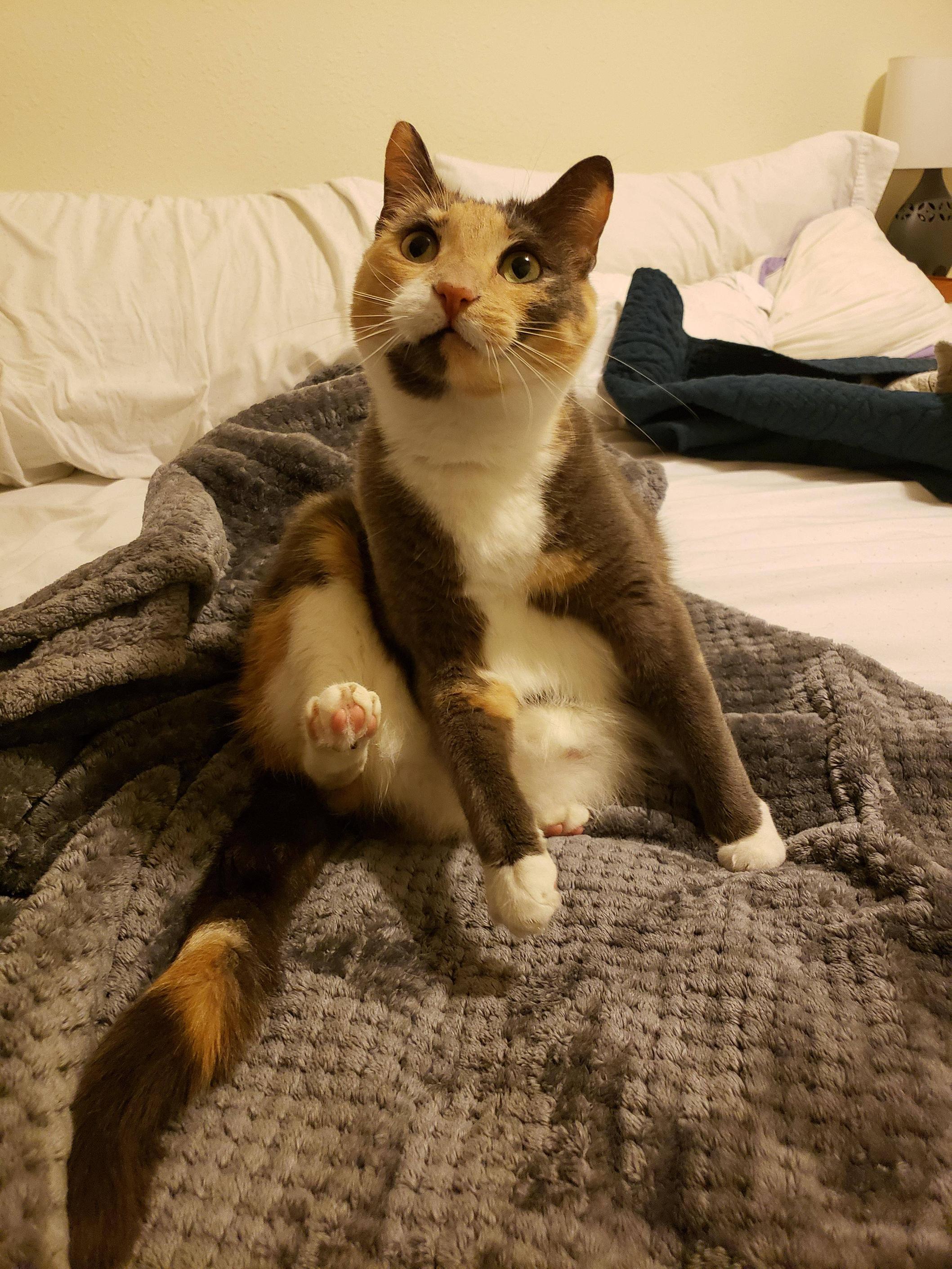cat. | Scrolller