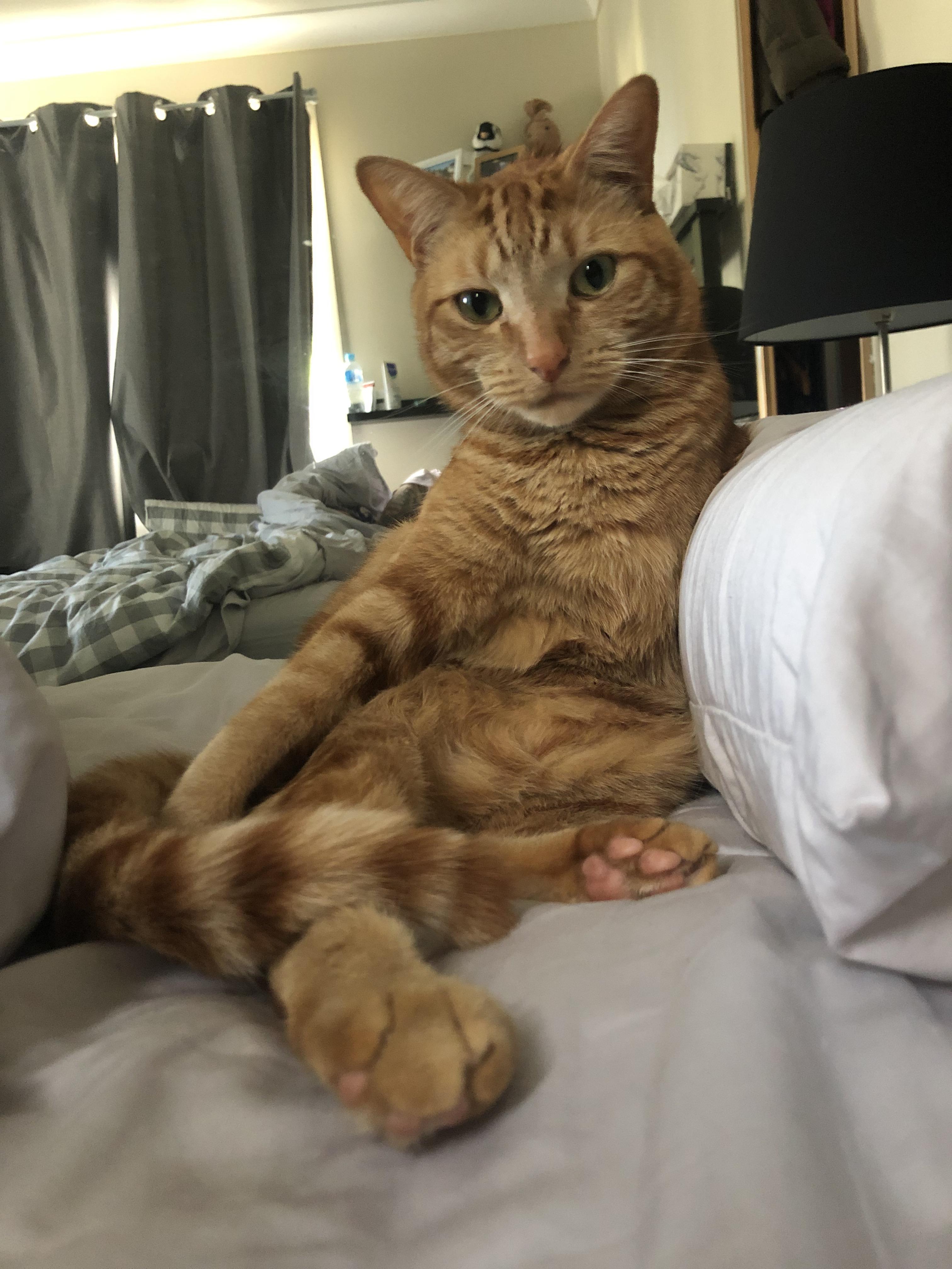 cat. | Scrolller
