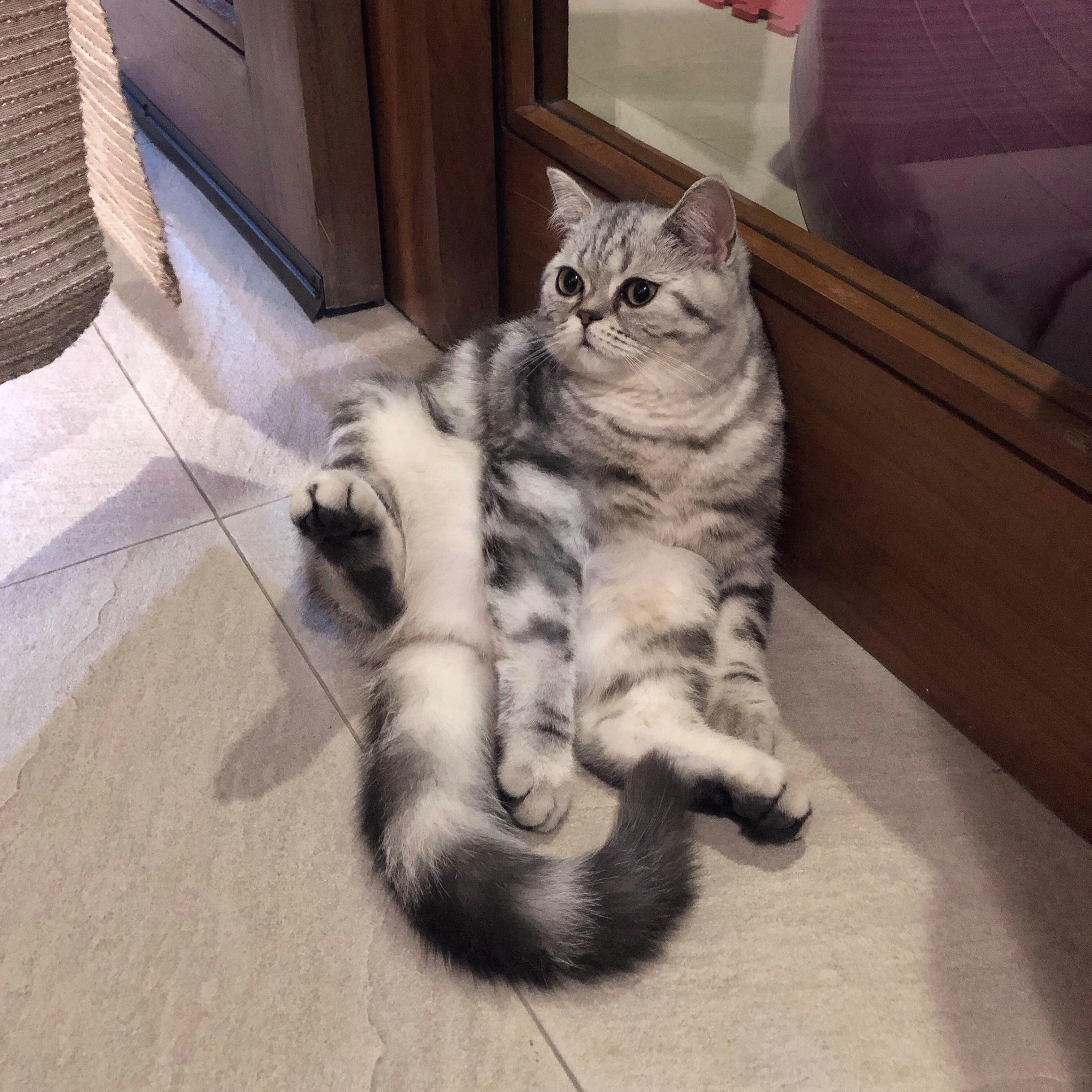 cat. | Scrolller