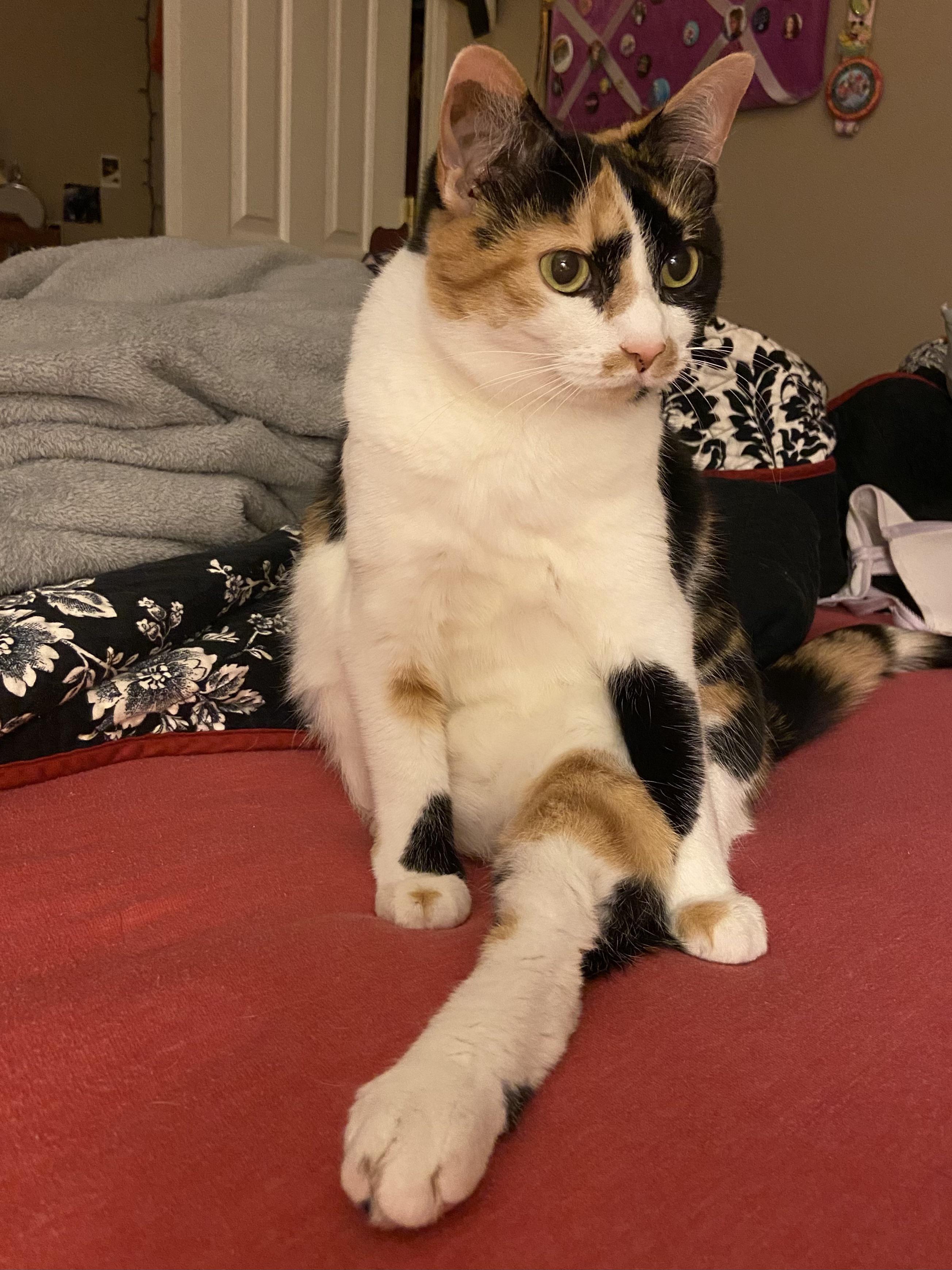 Cat Scrolller