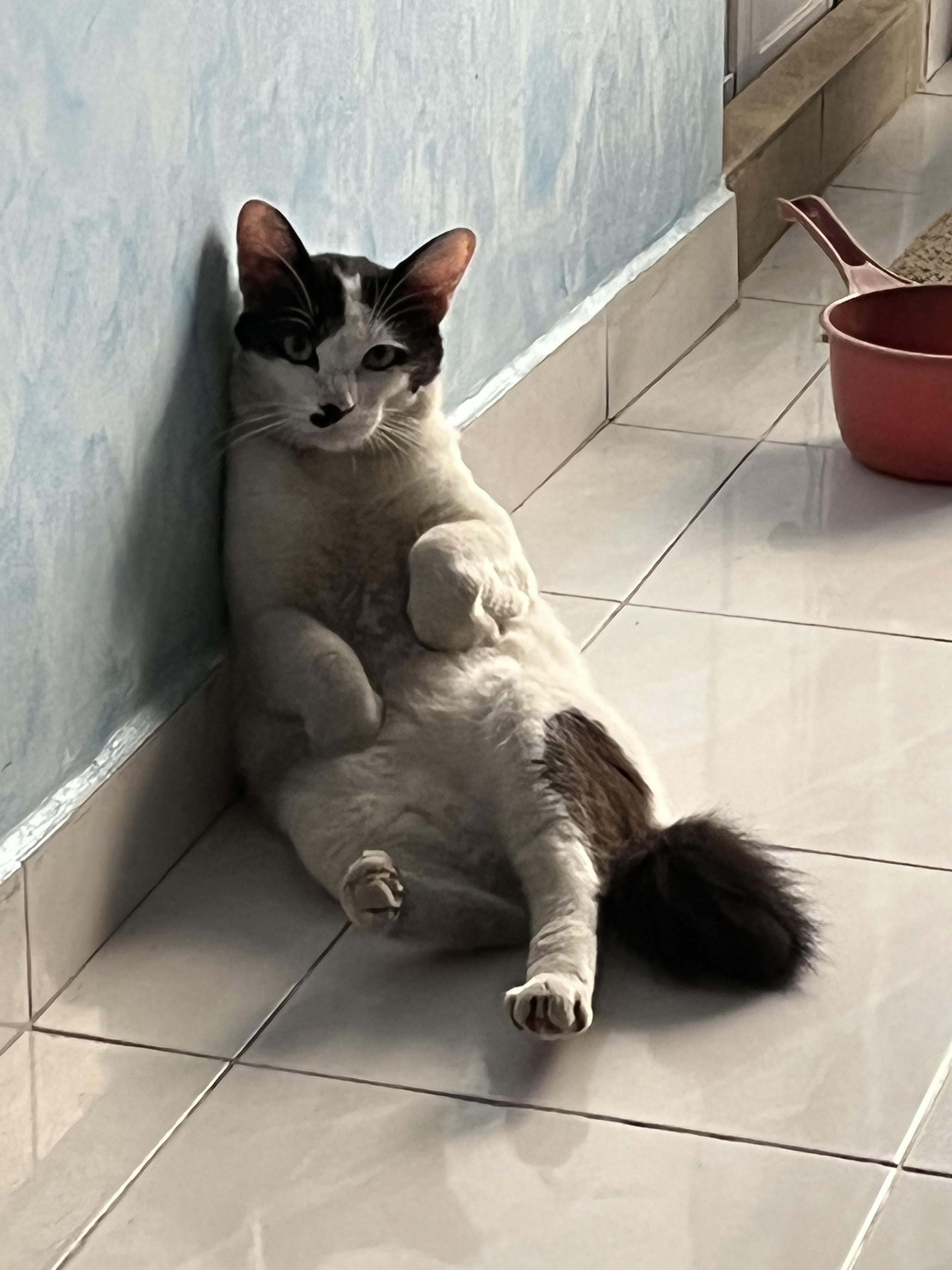 cat. | Scrolller