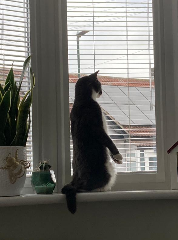 Cat. | Scrolller