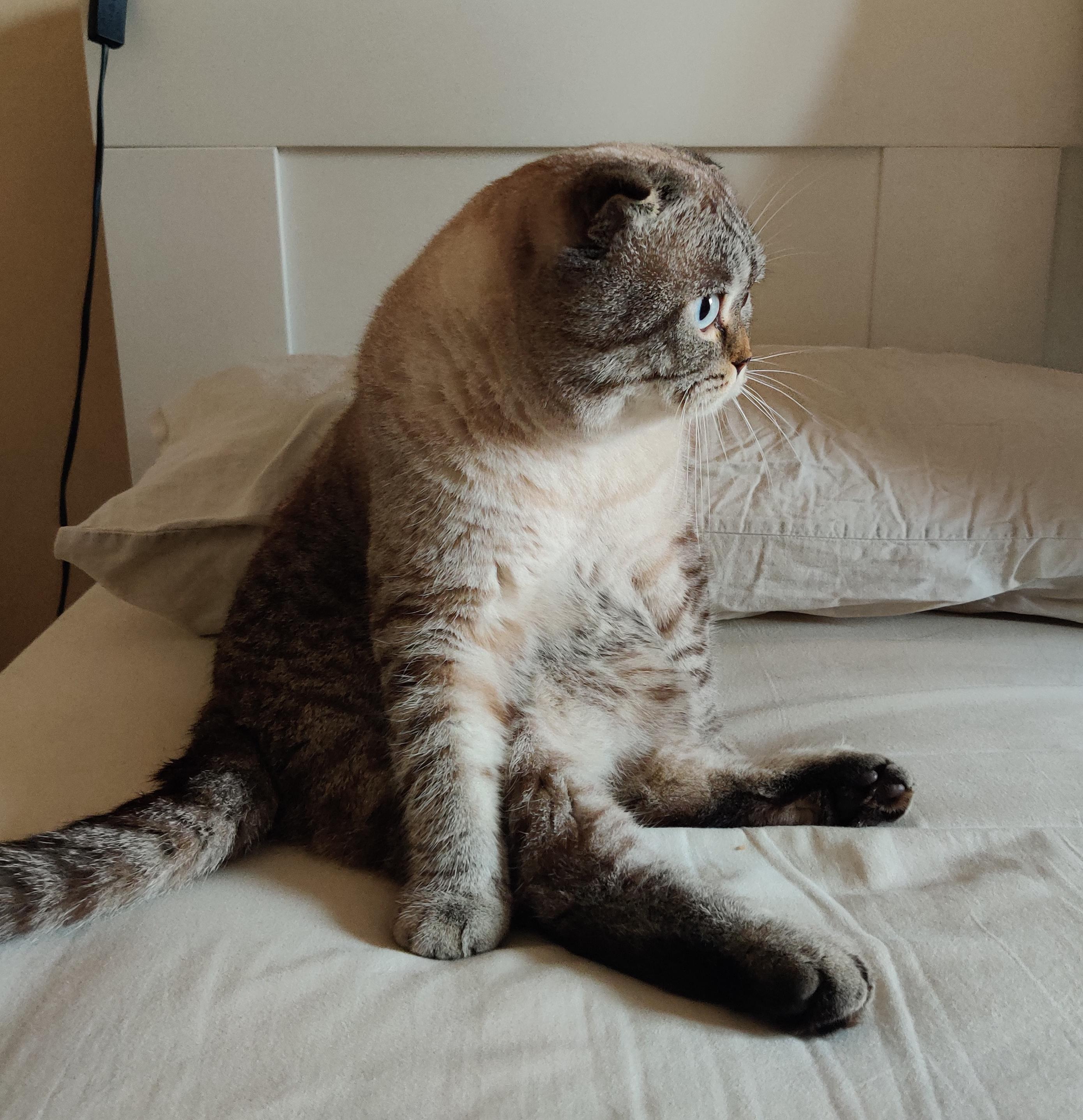 cat. | Scrolller