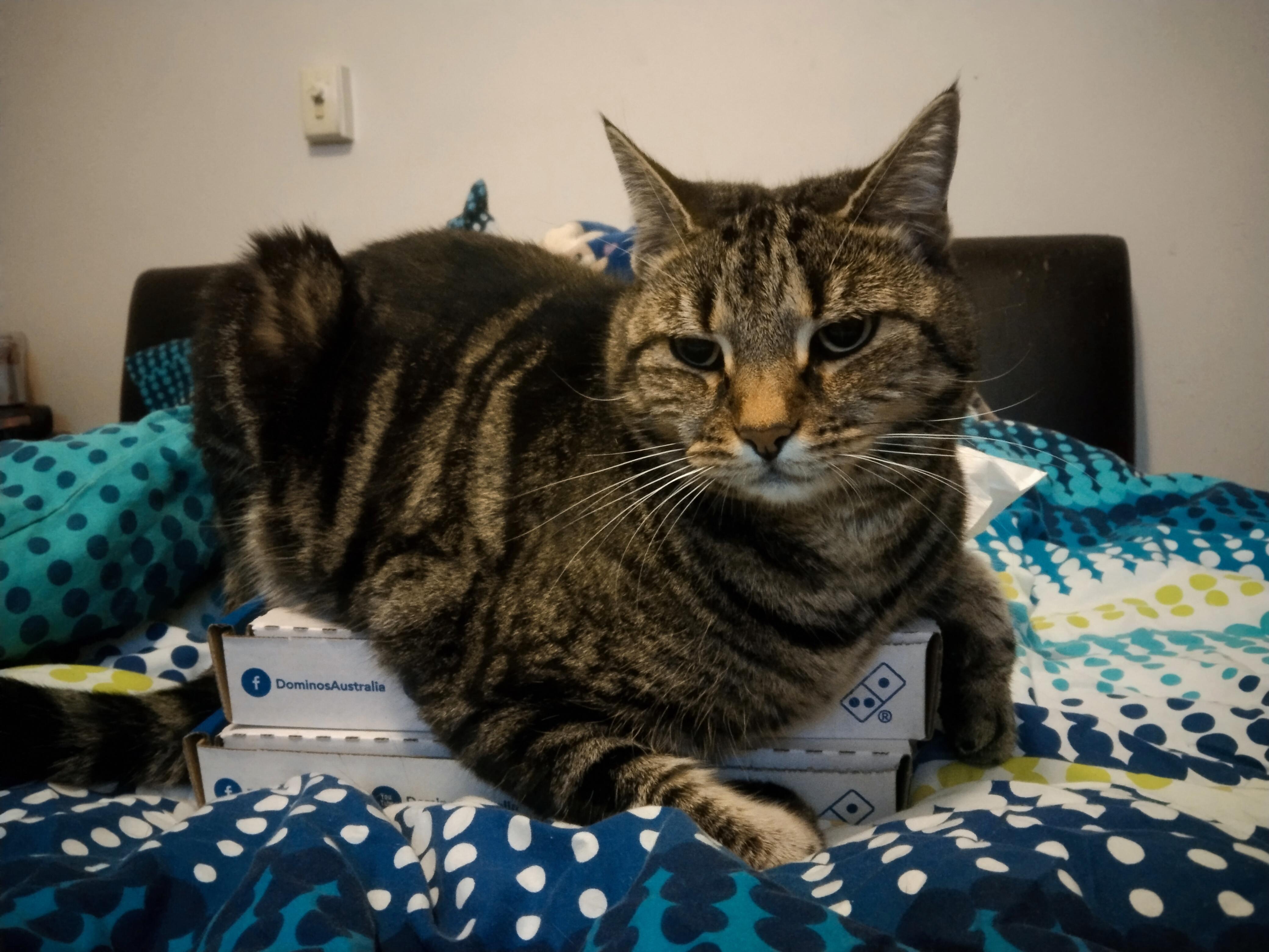 Cat bed - no. Pizza box - yes. | Scrolller