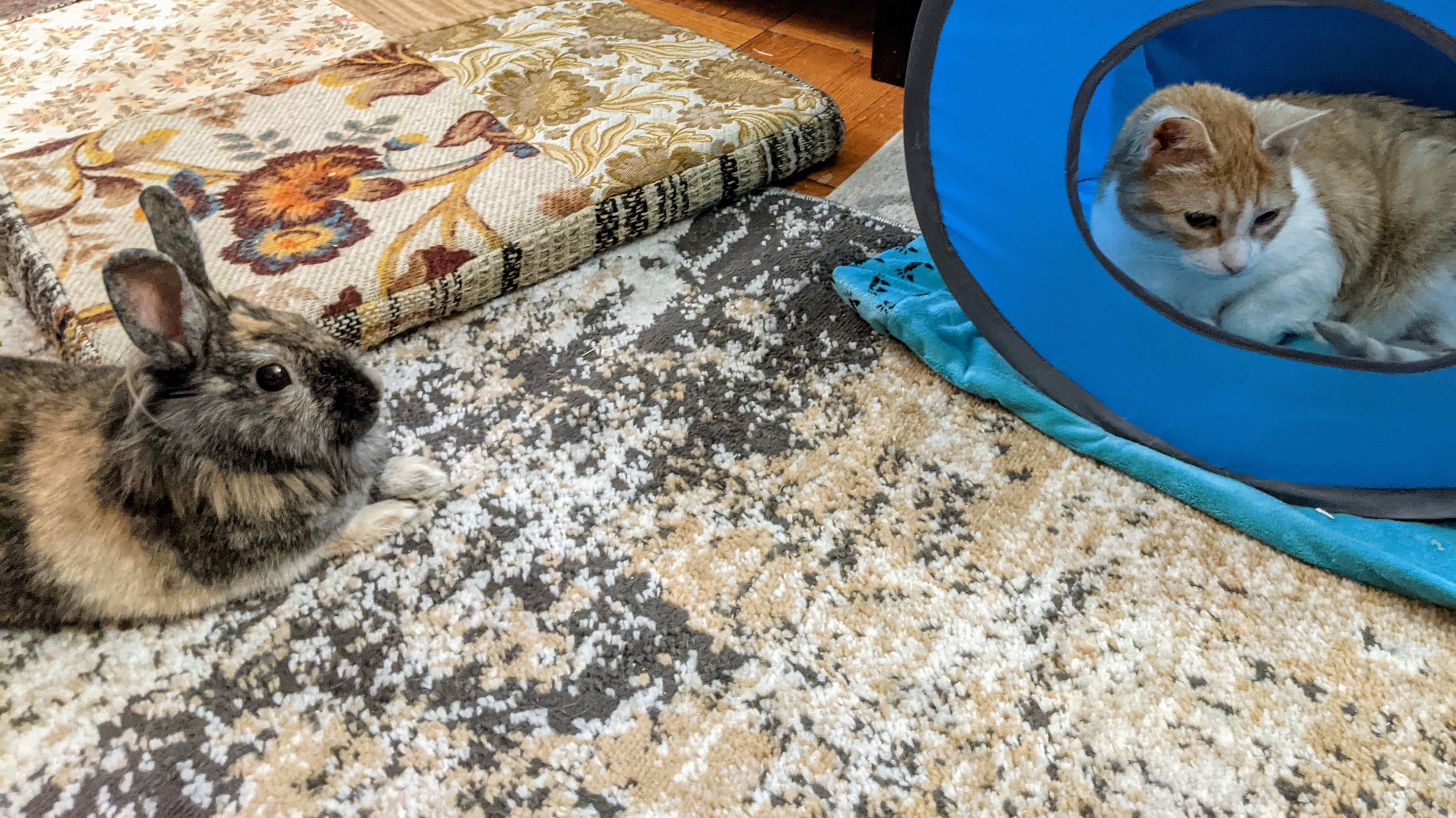 Cat/Bunny pretending not to see eachother | Scrolller