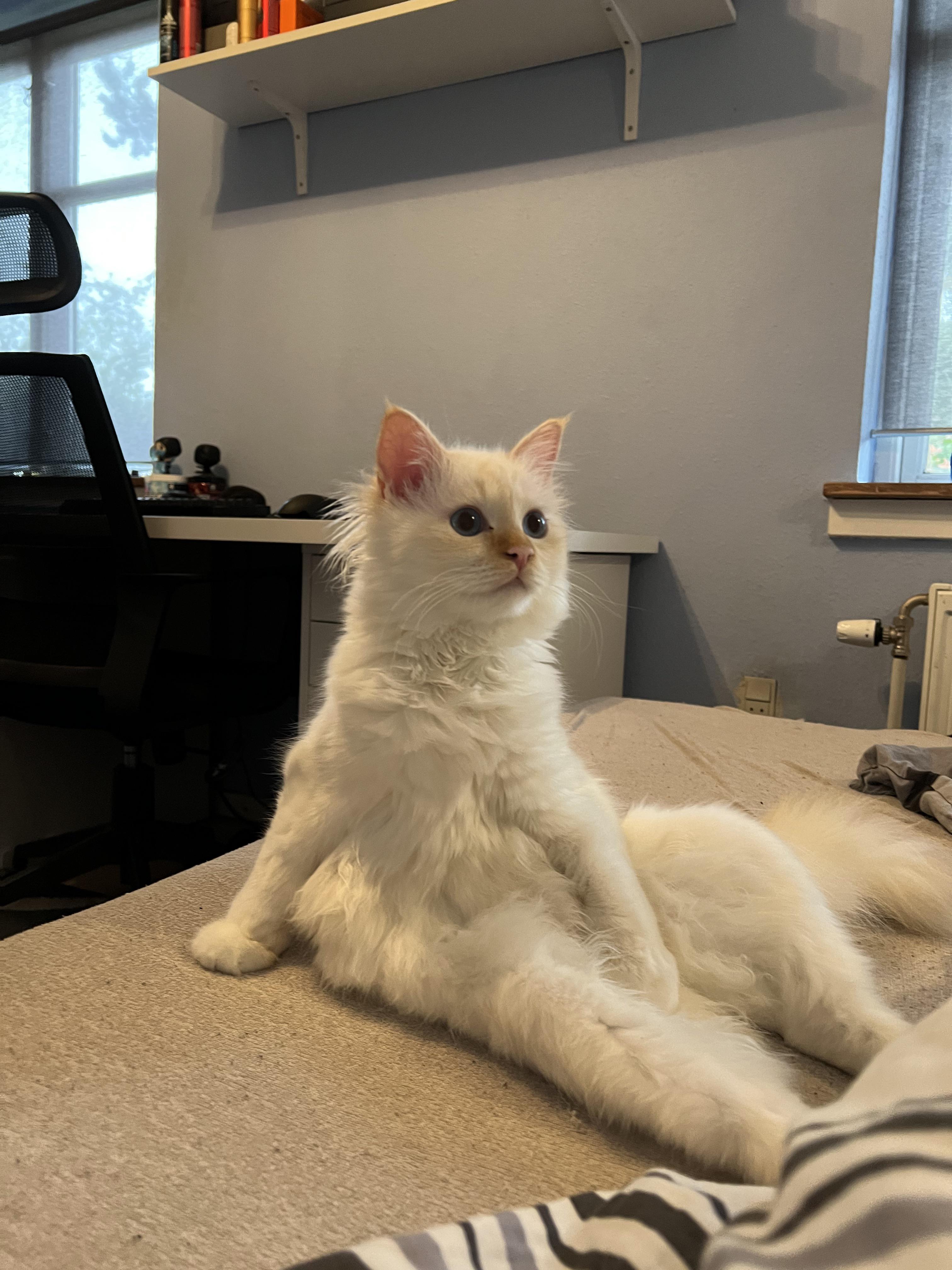cat. | Scrolller