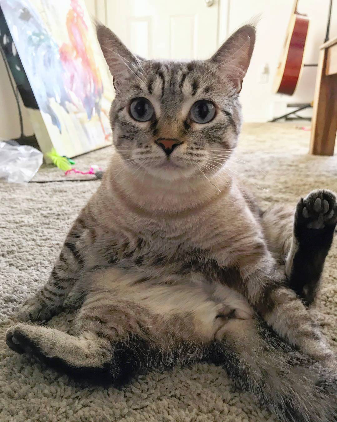 cat. | Scrolller