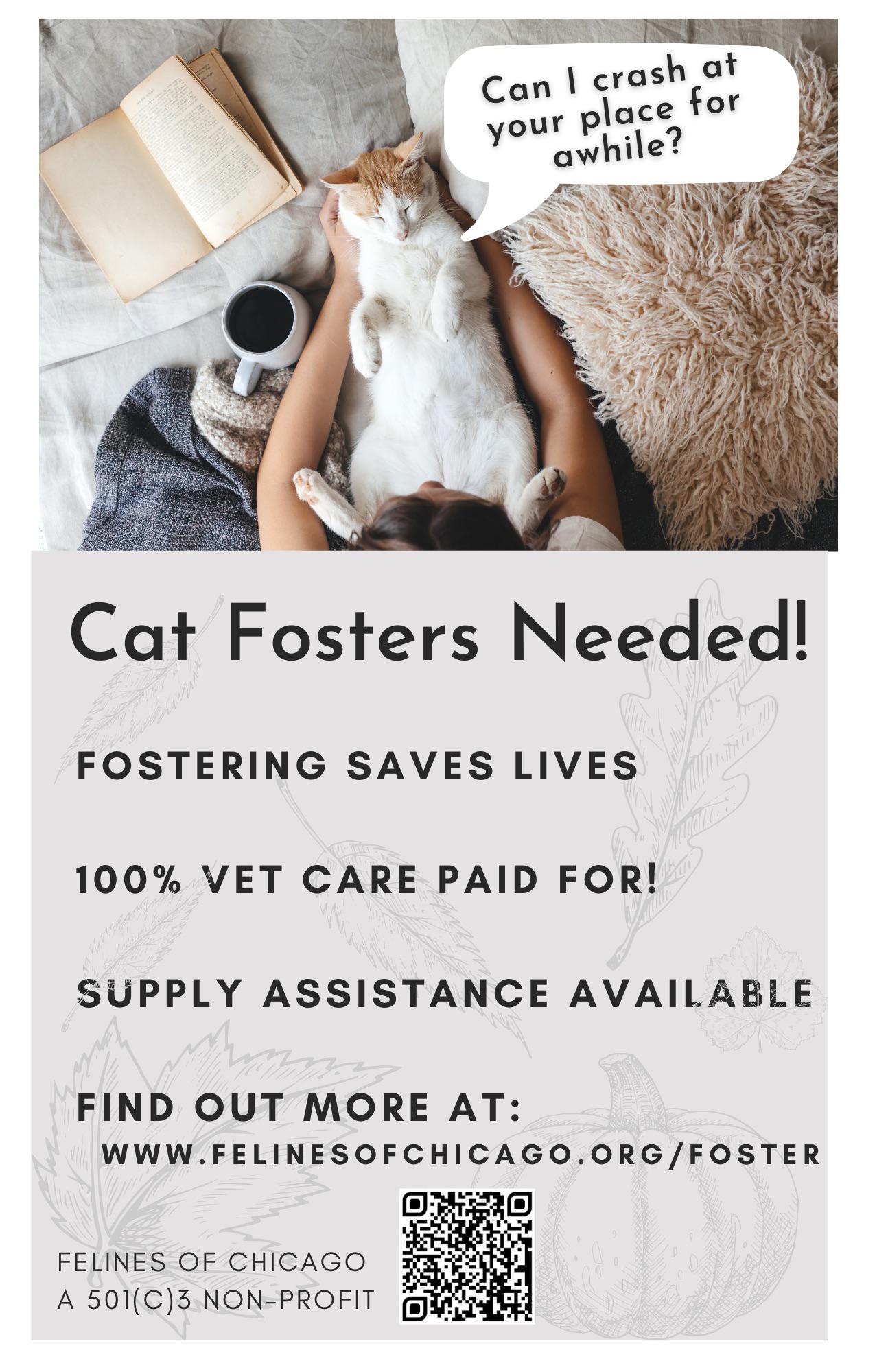 Cat Fosters Needed! 🆘🐈‍⬛ ️ | Scrolller