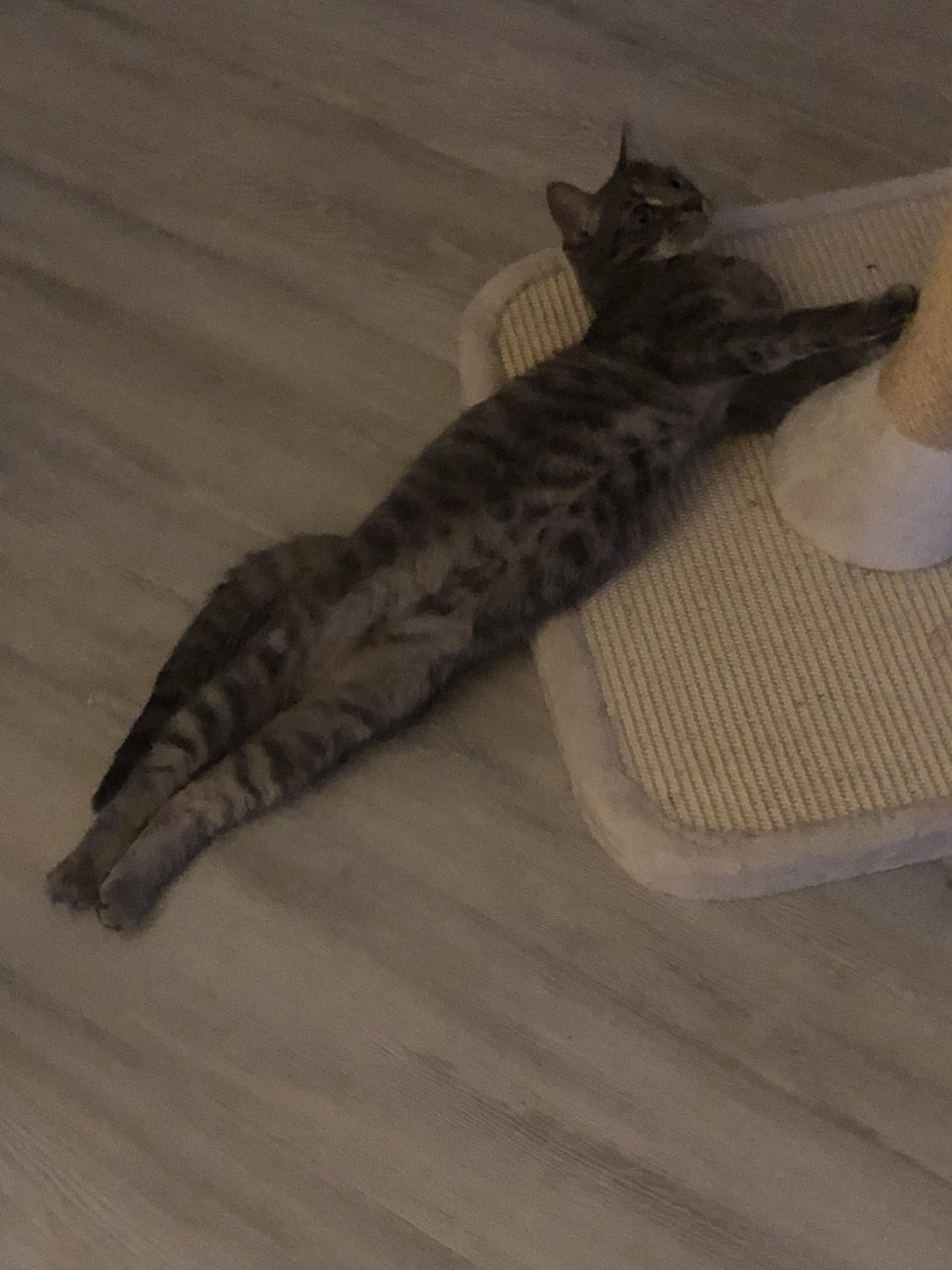 Cat is long when sleepy | Scrolller
