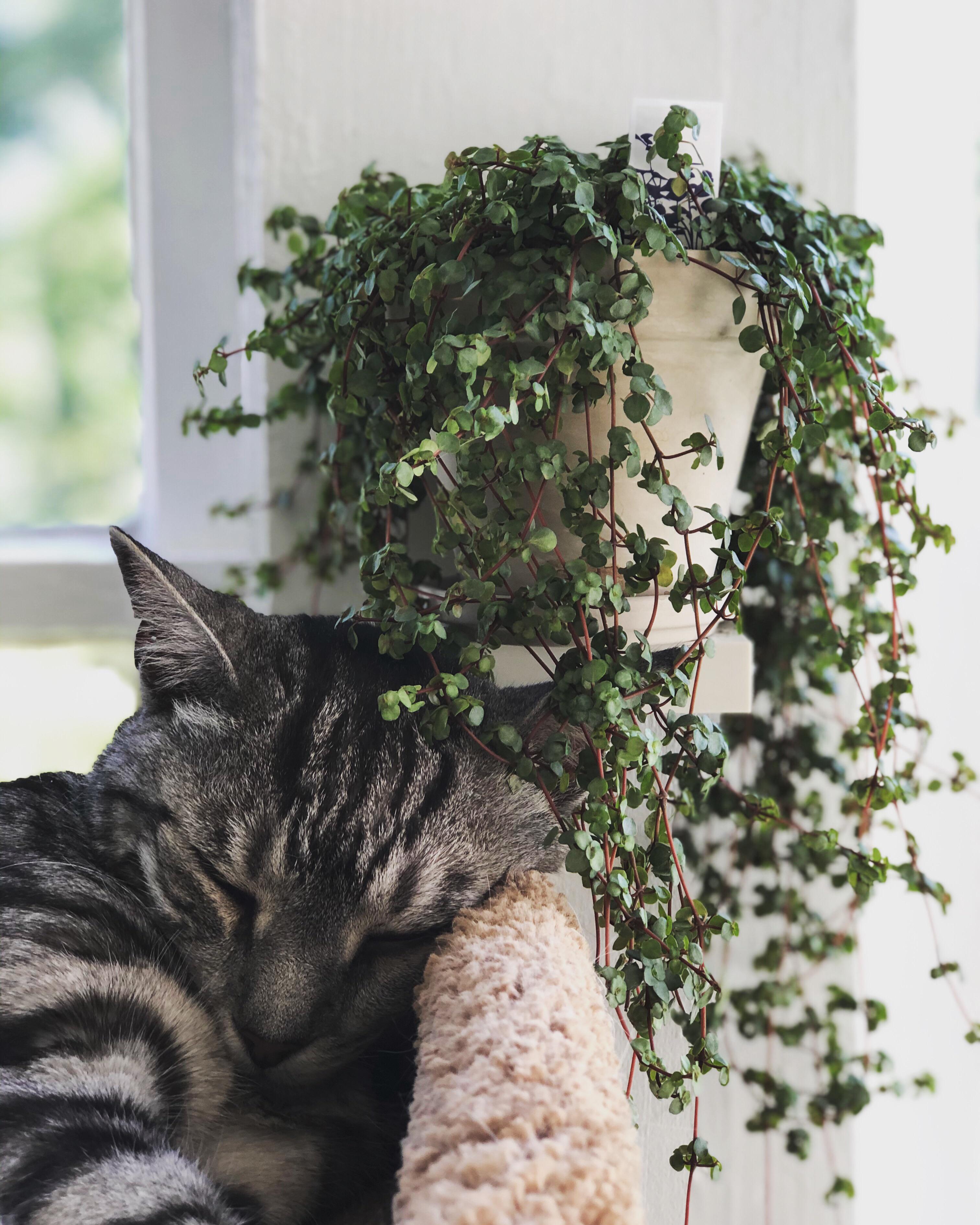 Cat nap under the peperomia | Scrolller