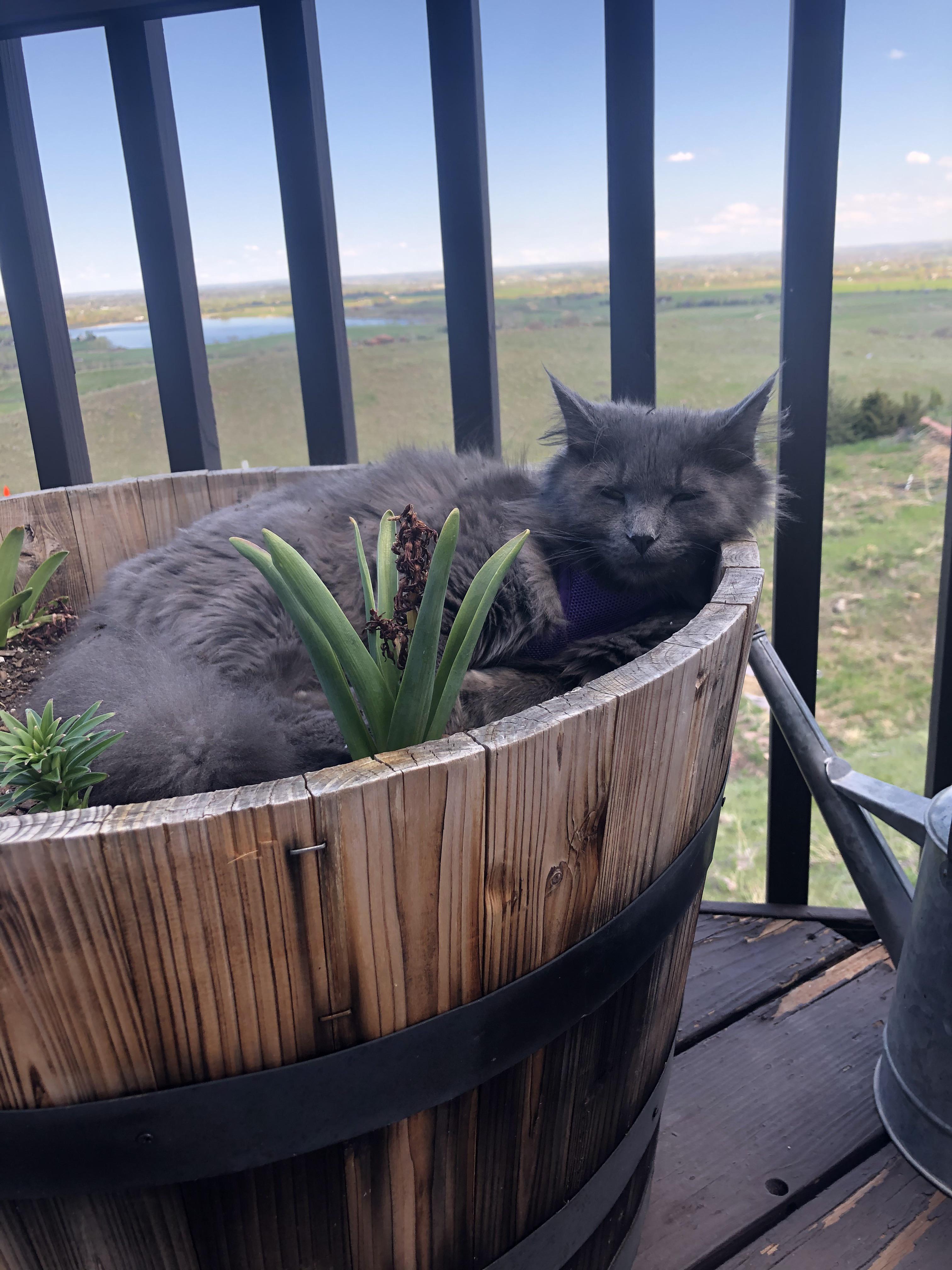 Cat naps with the plants :) | Scrolller