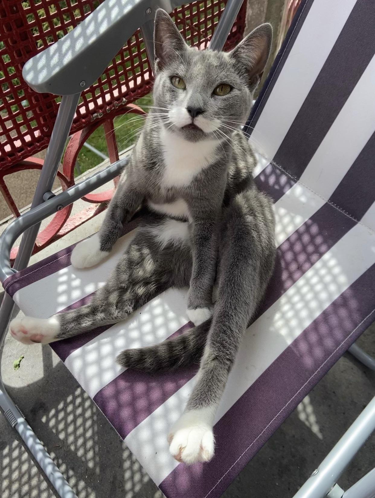 Cat Scrolller