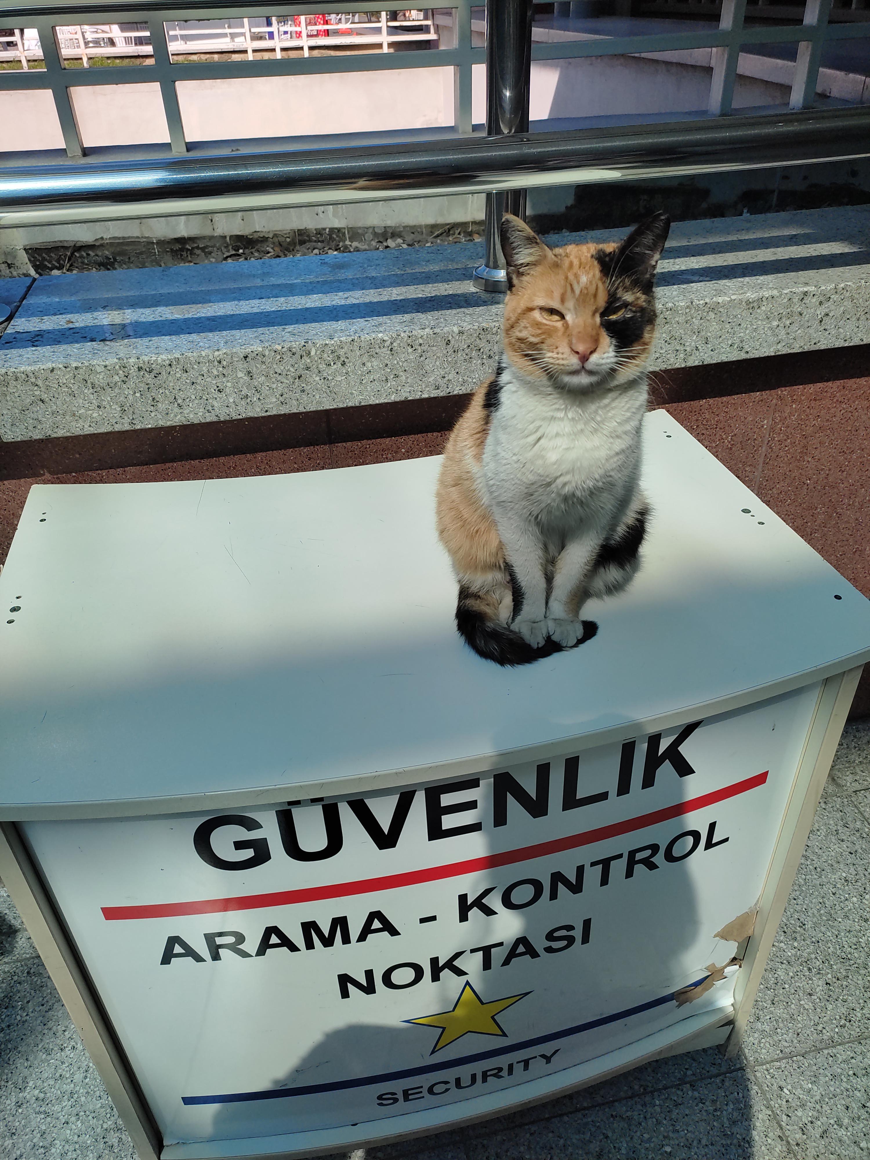 Cat security, keeping our cities safe | Scrolller