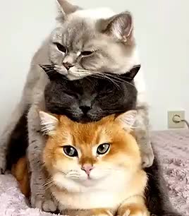 cat stack | Scrolller