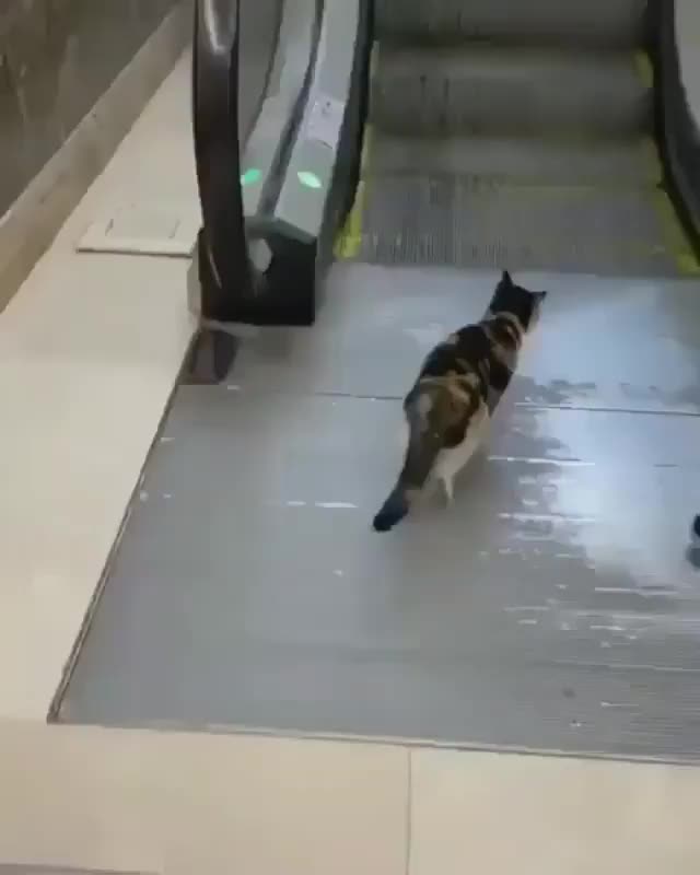 Cat using the escalator | Scrolller