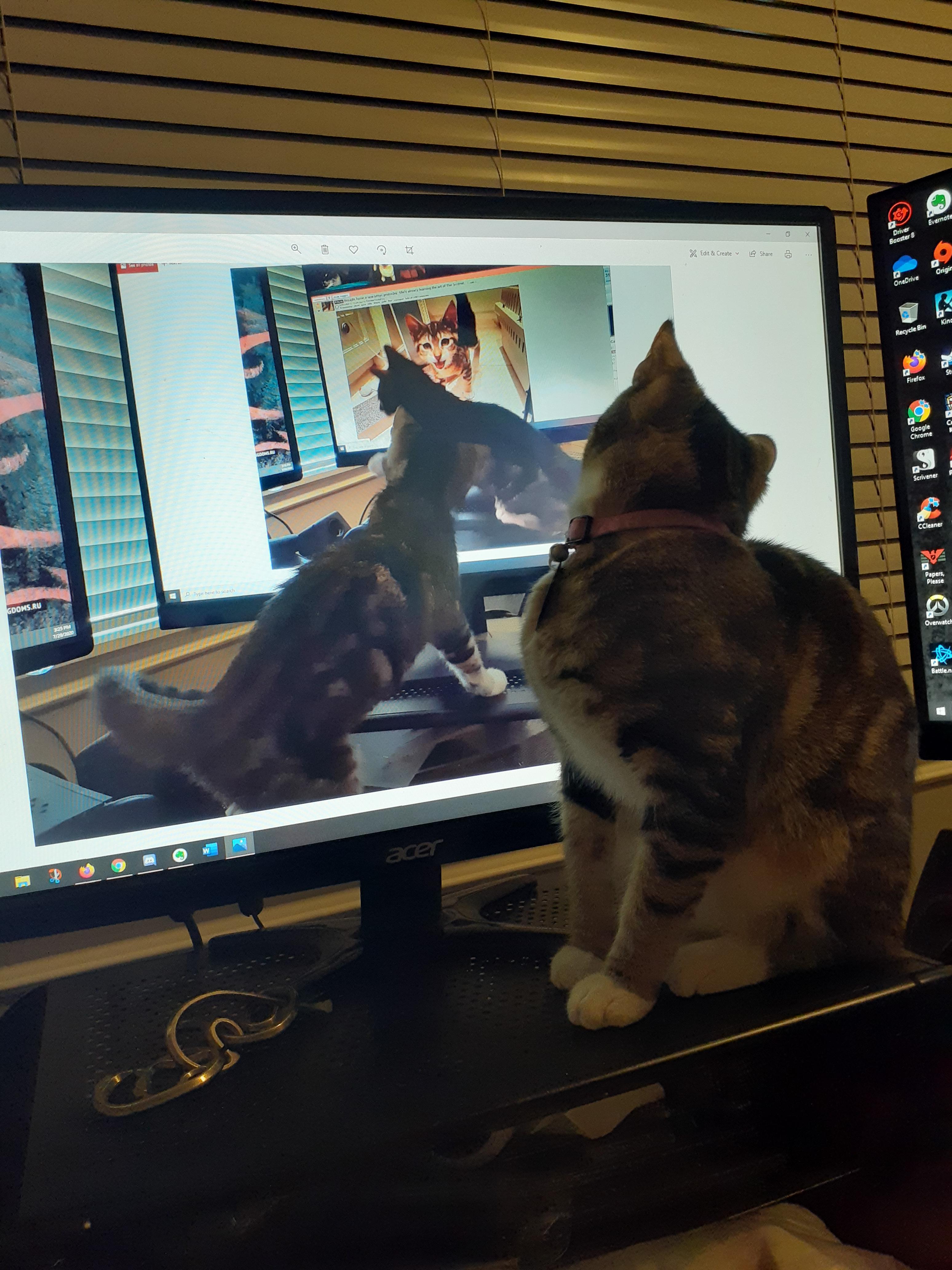 Catception. Sansa loved screens when she was a baby. Just like Mama. | Scrolller
