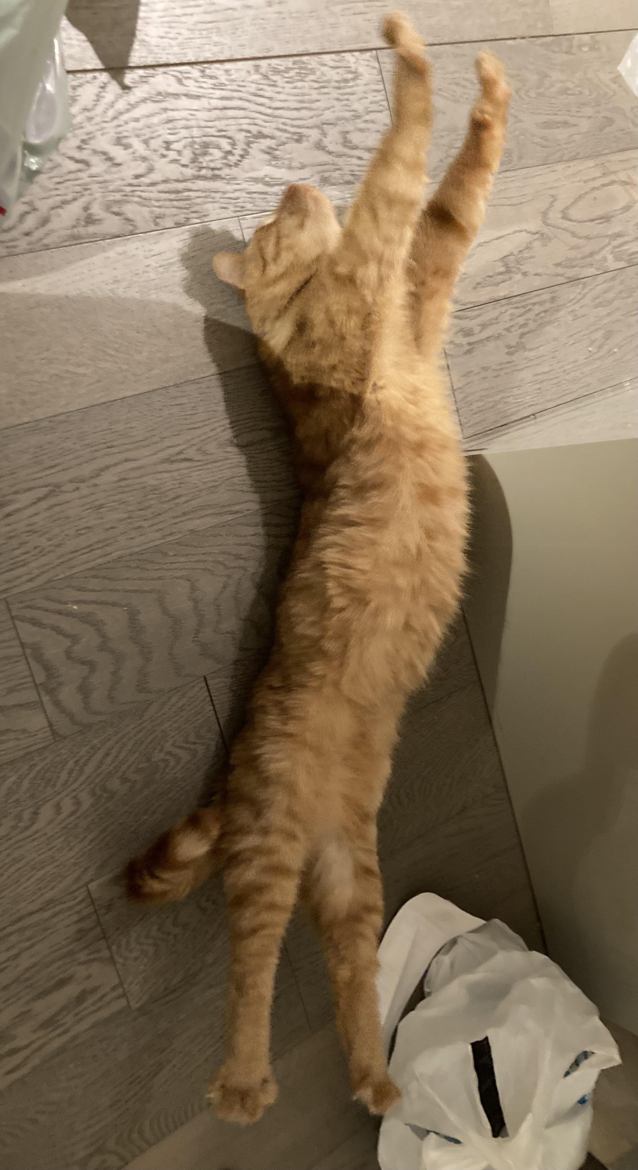 Caught him mid stretch... | Scrolller