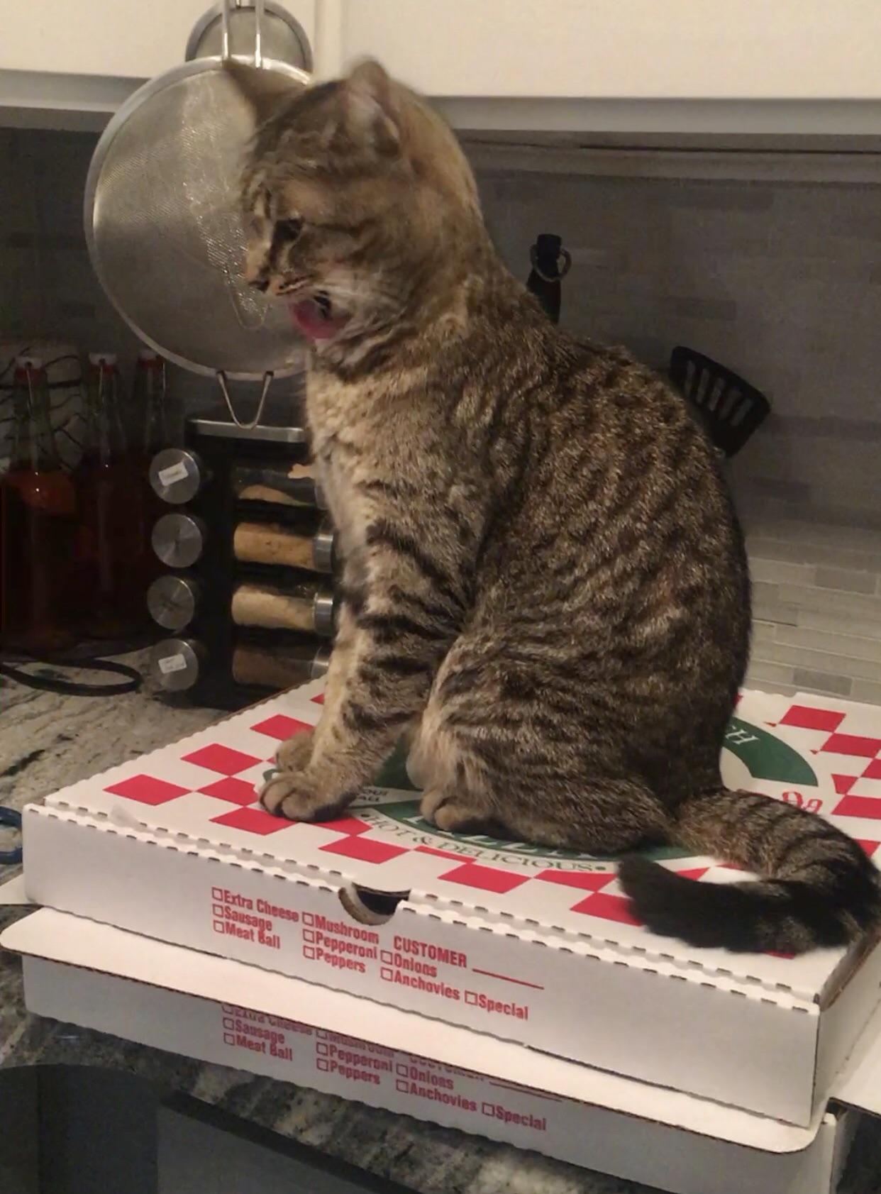 Caught licking | Scrolller