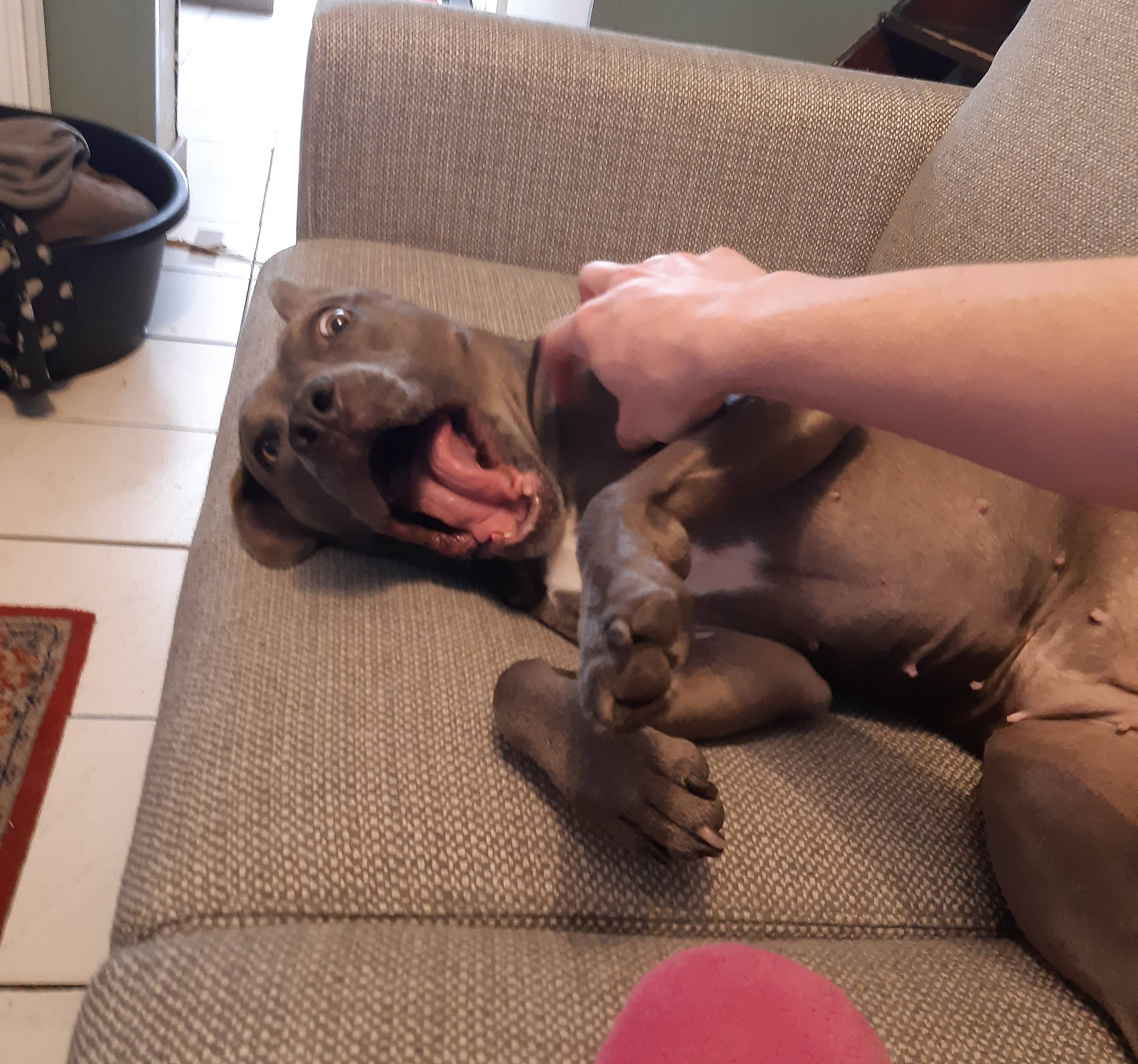 Caught mid yawn during crazy scratches | Scrolller