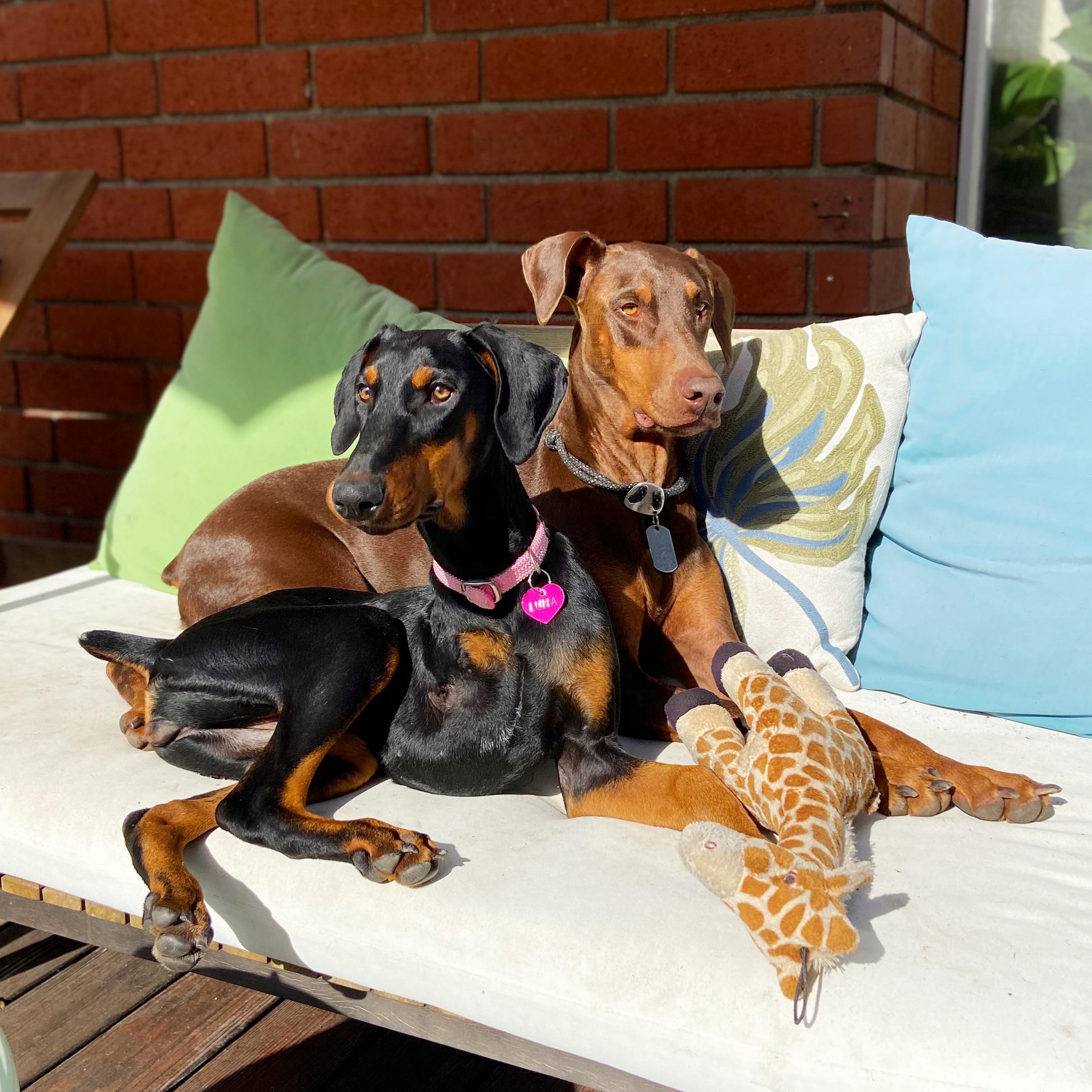 Chance and Luna. Both rescues. Luna is a Tripawd. They are inseparable. | Scrolller