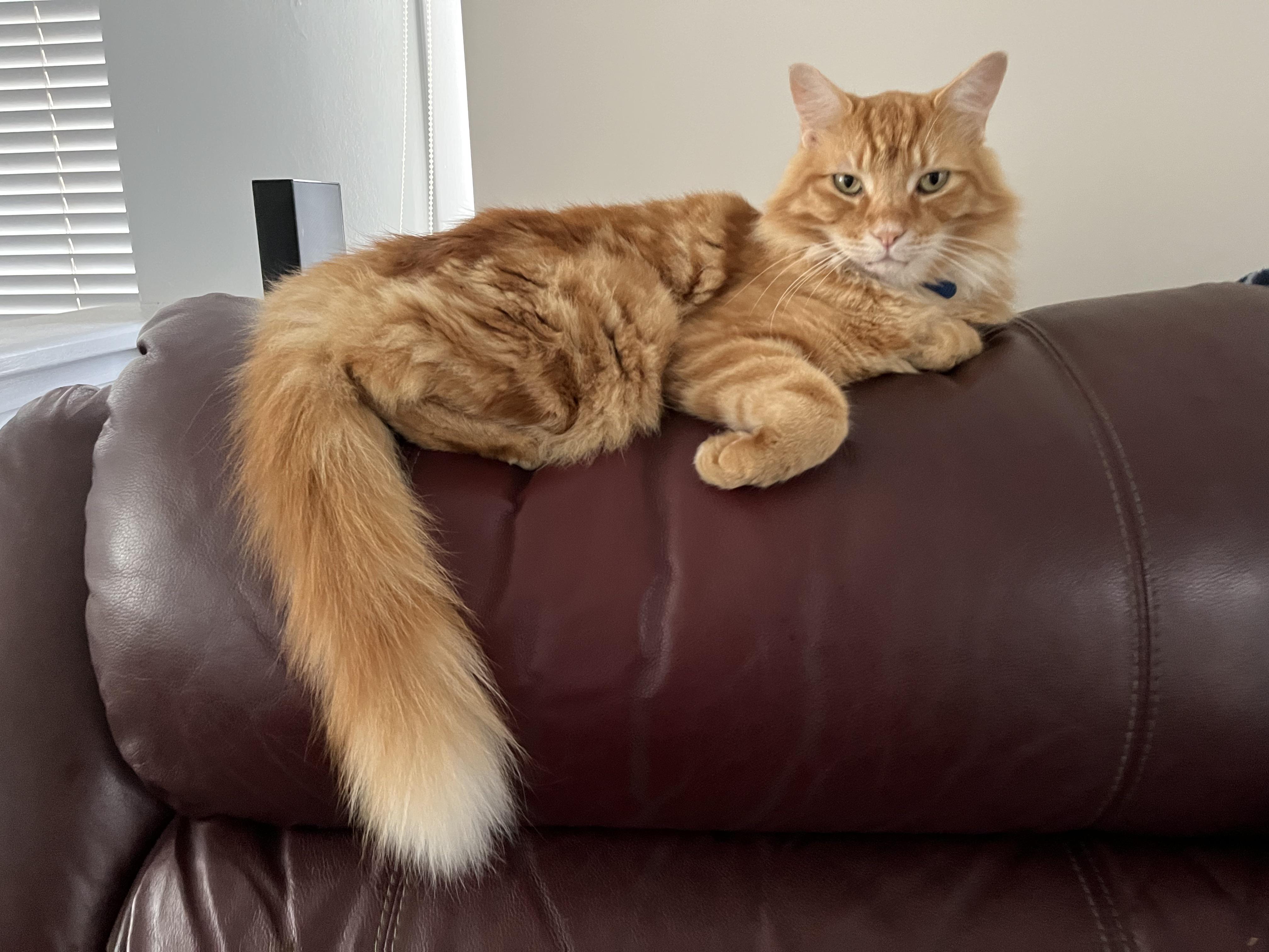 Chilling Chester | Scrolller